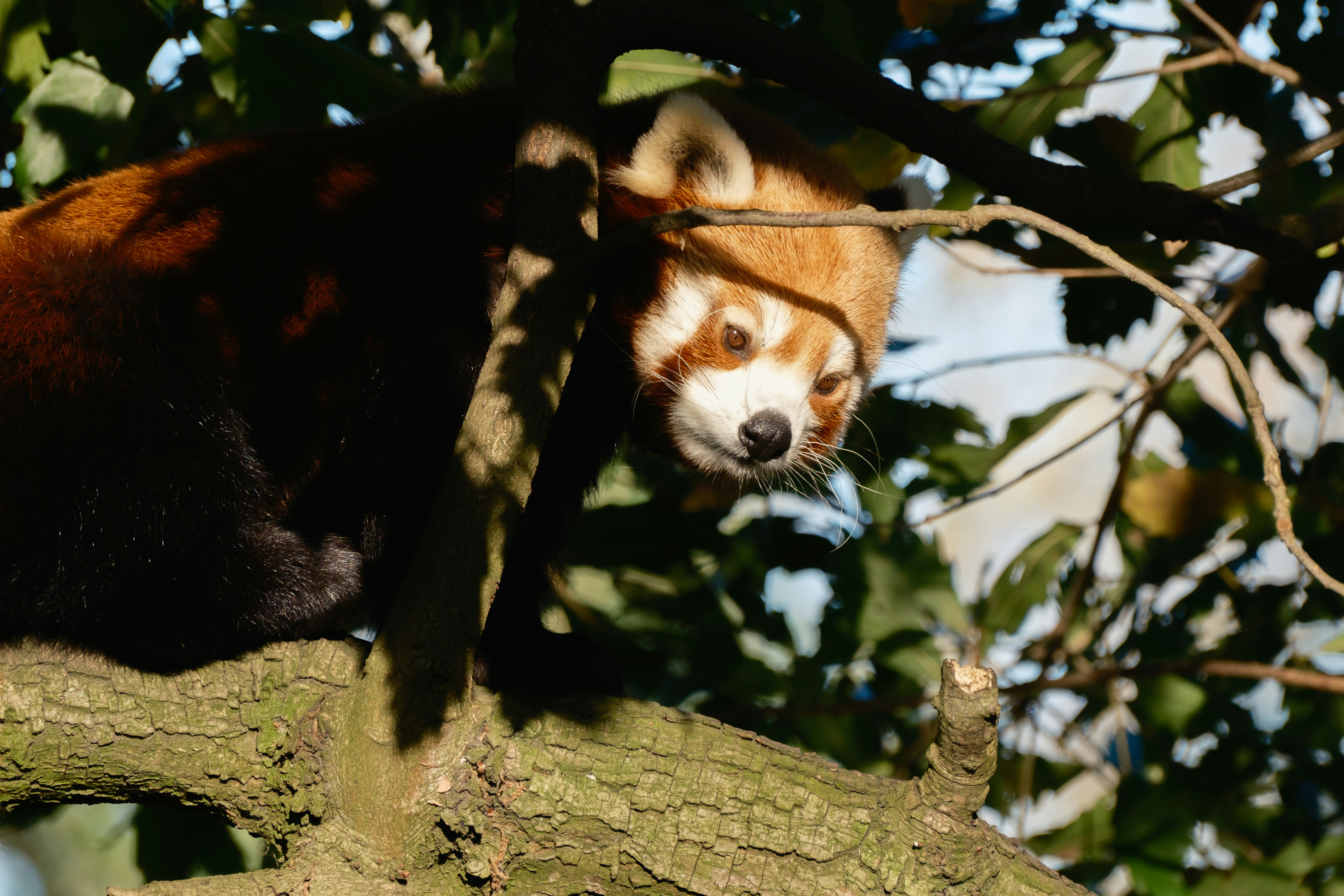 Hidden in Plain Sight: Red Panda Peeking from the Foliage