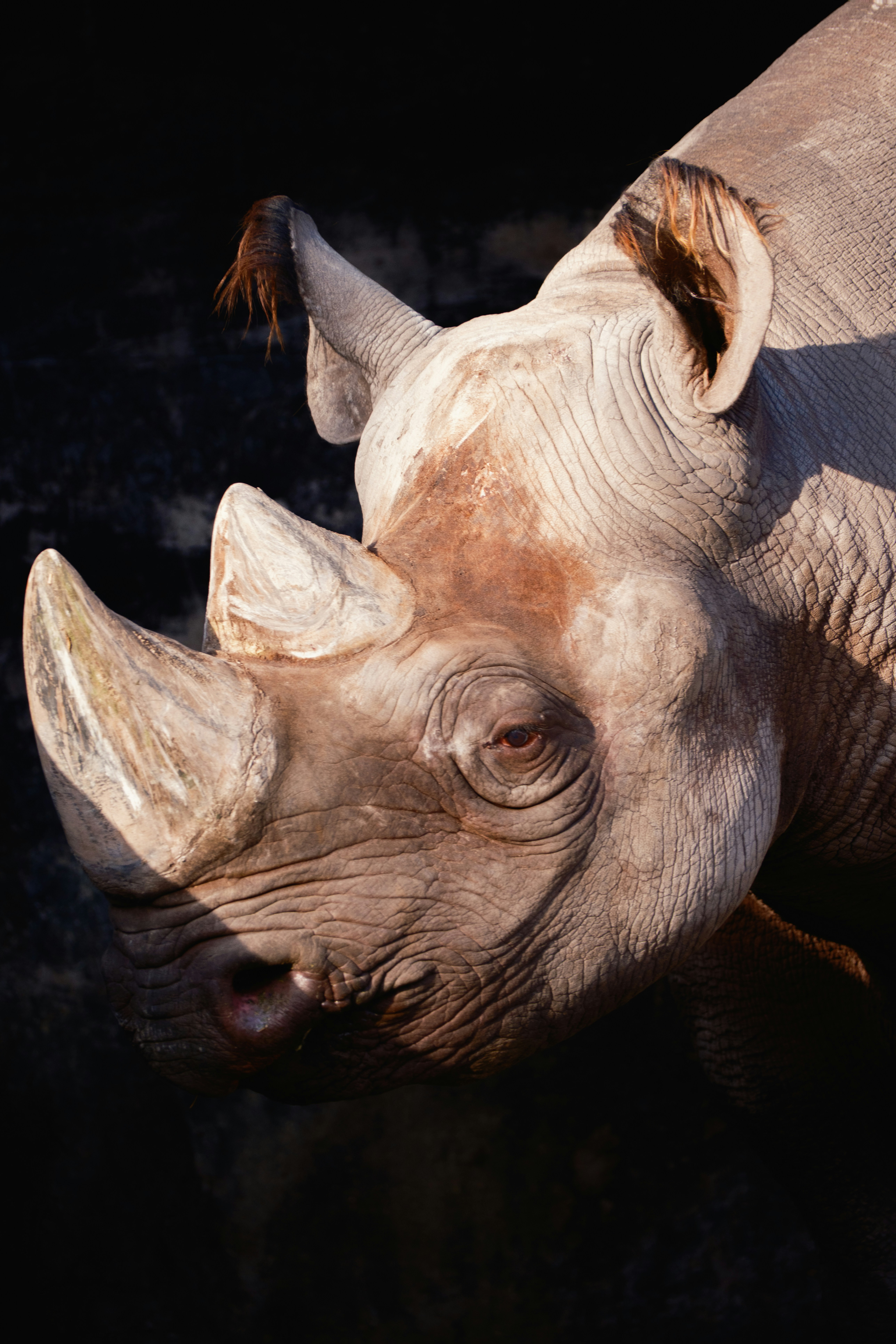 A close-up of a rhinoceros head with two horns. photo – Free Animal ...
