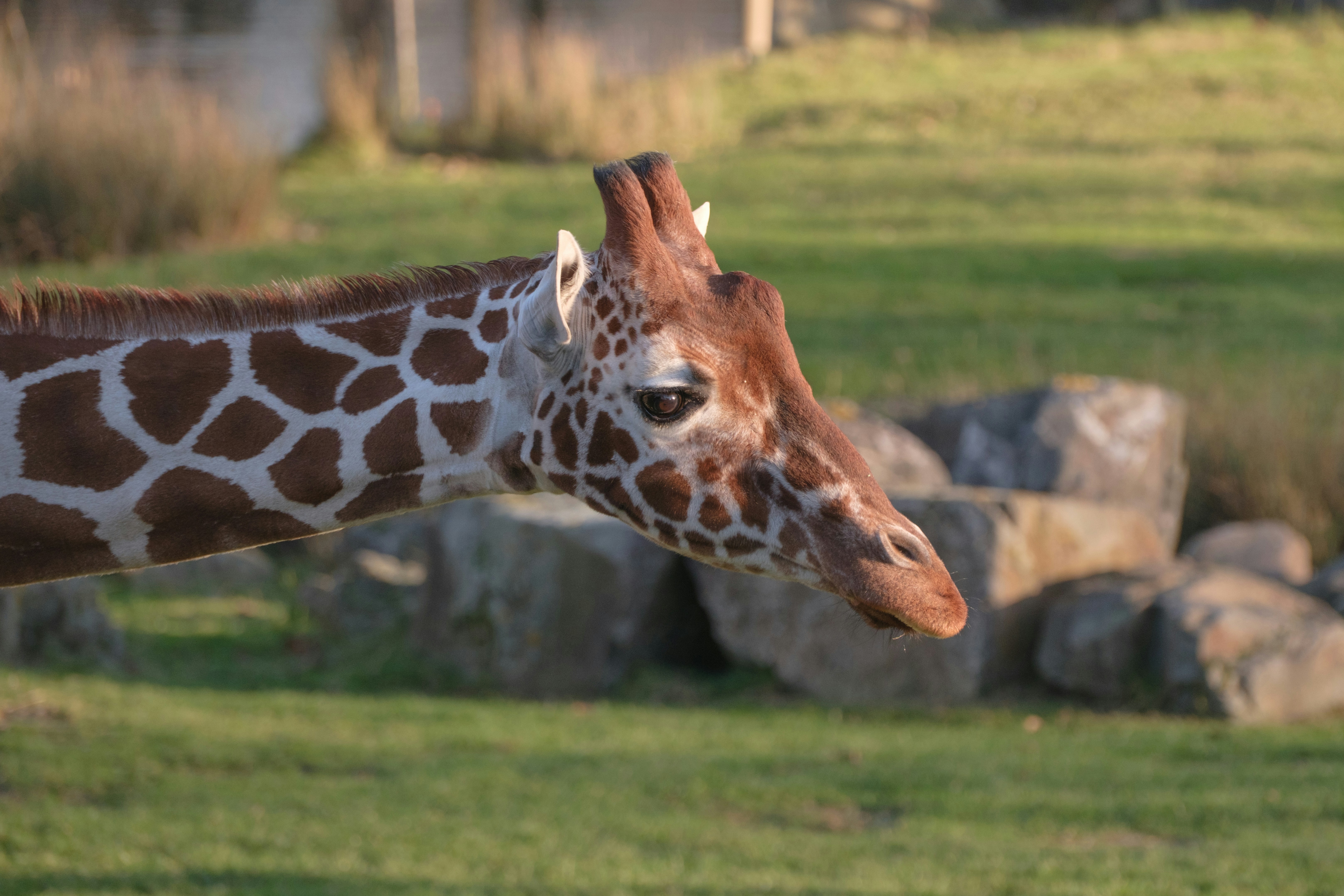 Giraffe, Blijdorp Zoo - Rotterdam