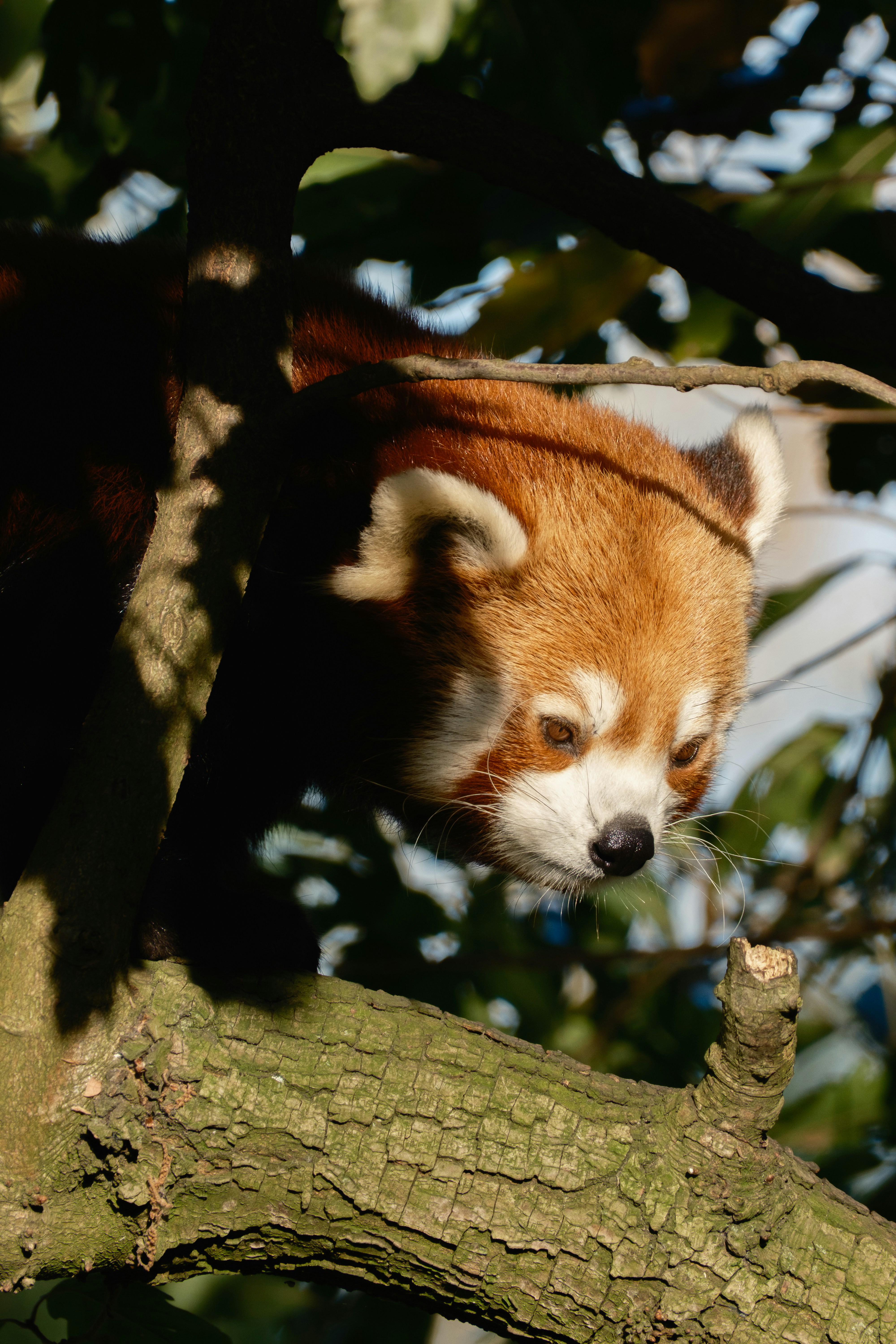 Red Panda Repose: Quiet Moment among the Tree Branches
