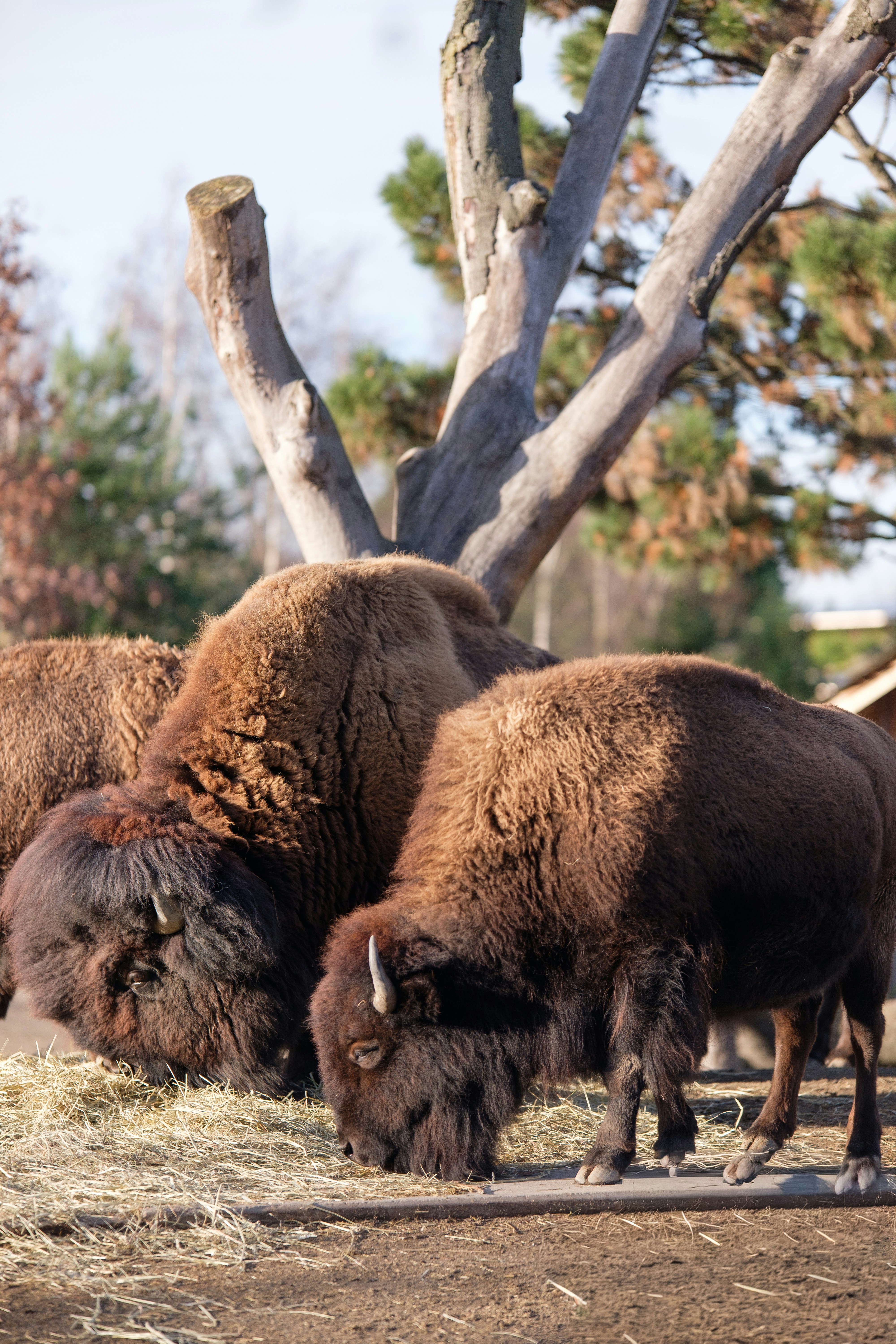 Grazing Bison in Sundrenched Yard