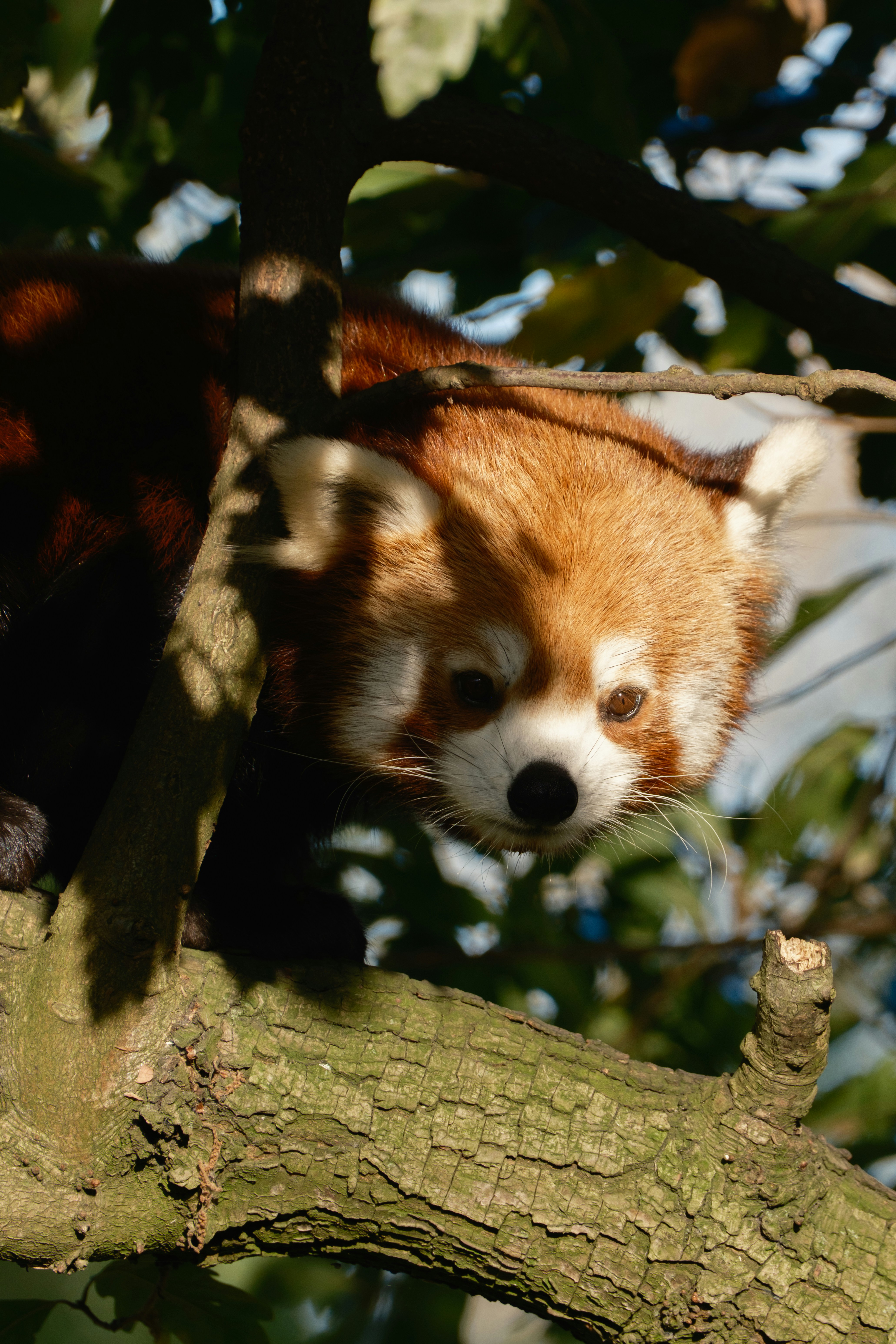 Red Panda Peeking Through the Canopy