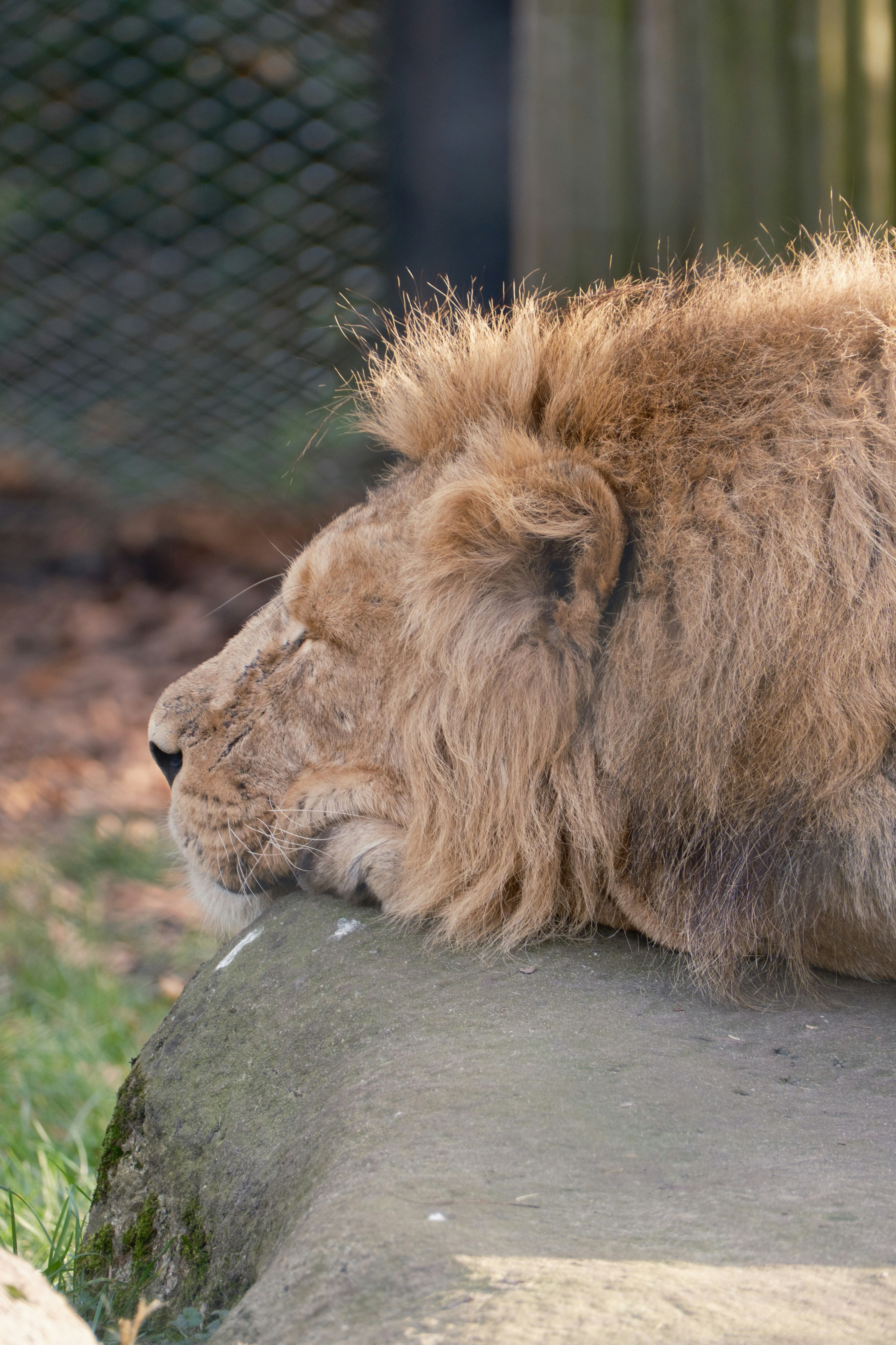 Asian Lion, Blijdorp Zoo - Rotterdam