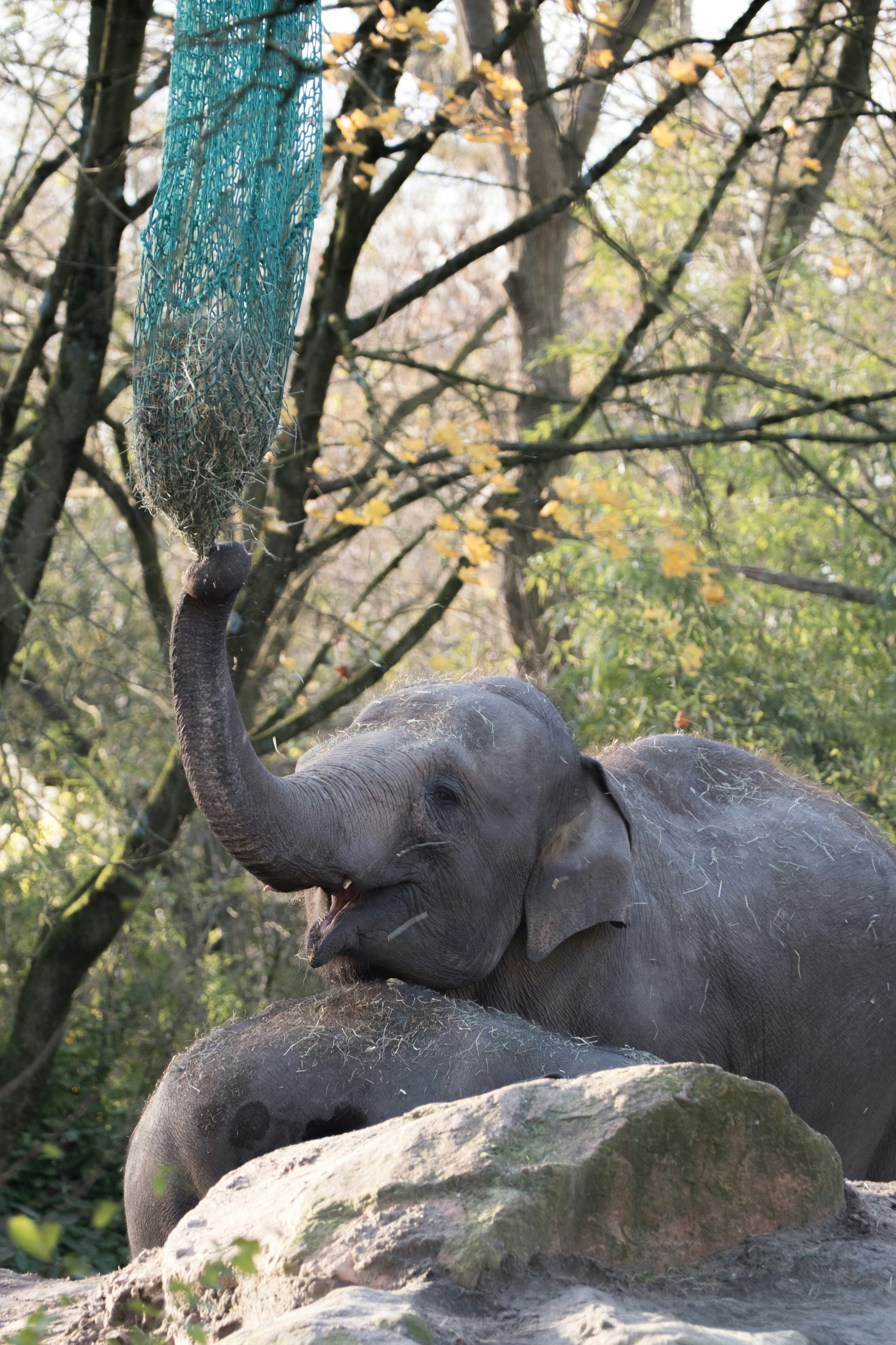 Curious Trunk: Elephant Reaches for a Floating Net
