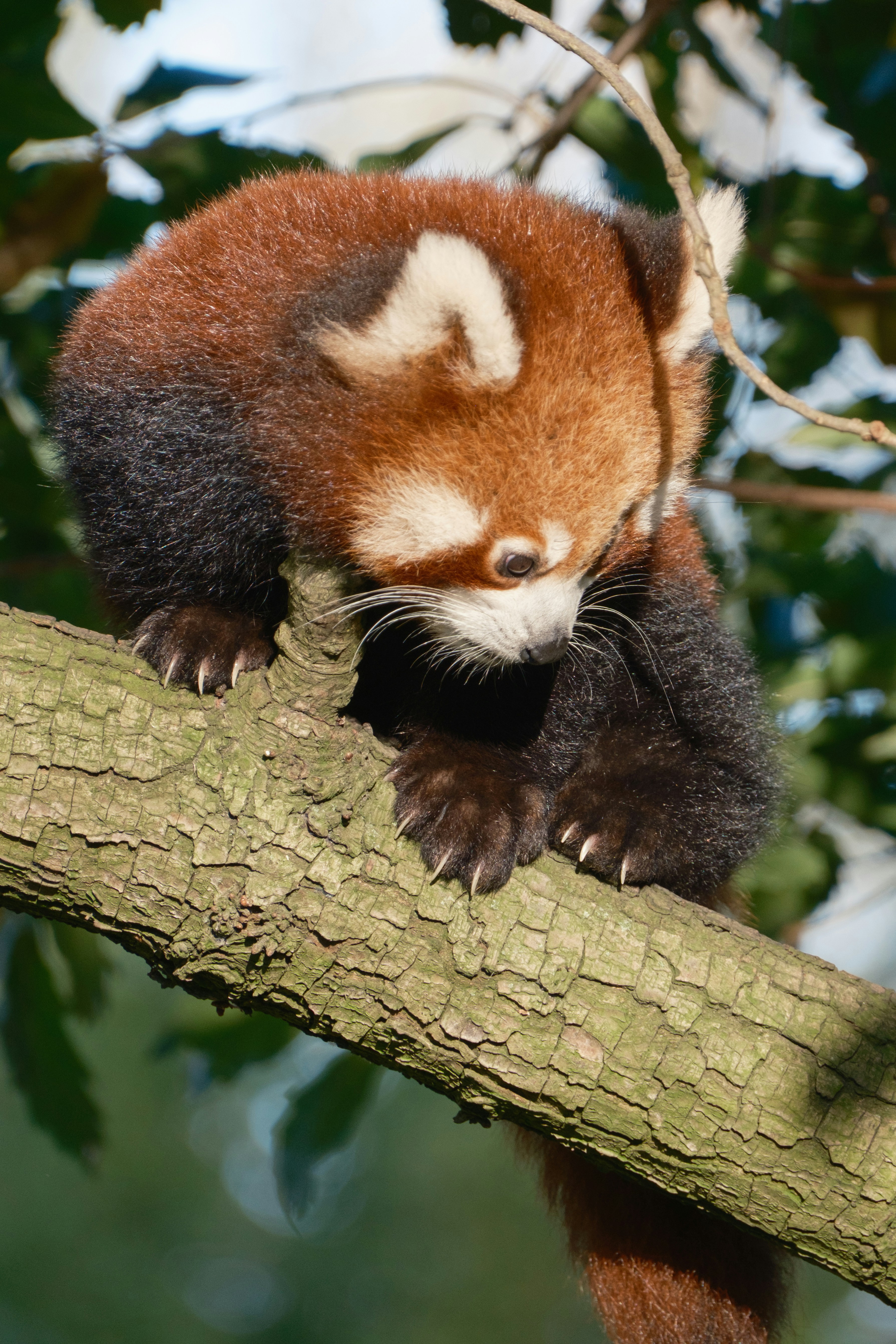 Red Panda Pivot: Curious Gaze While Nestled on a Tree Branch