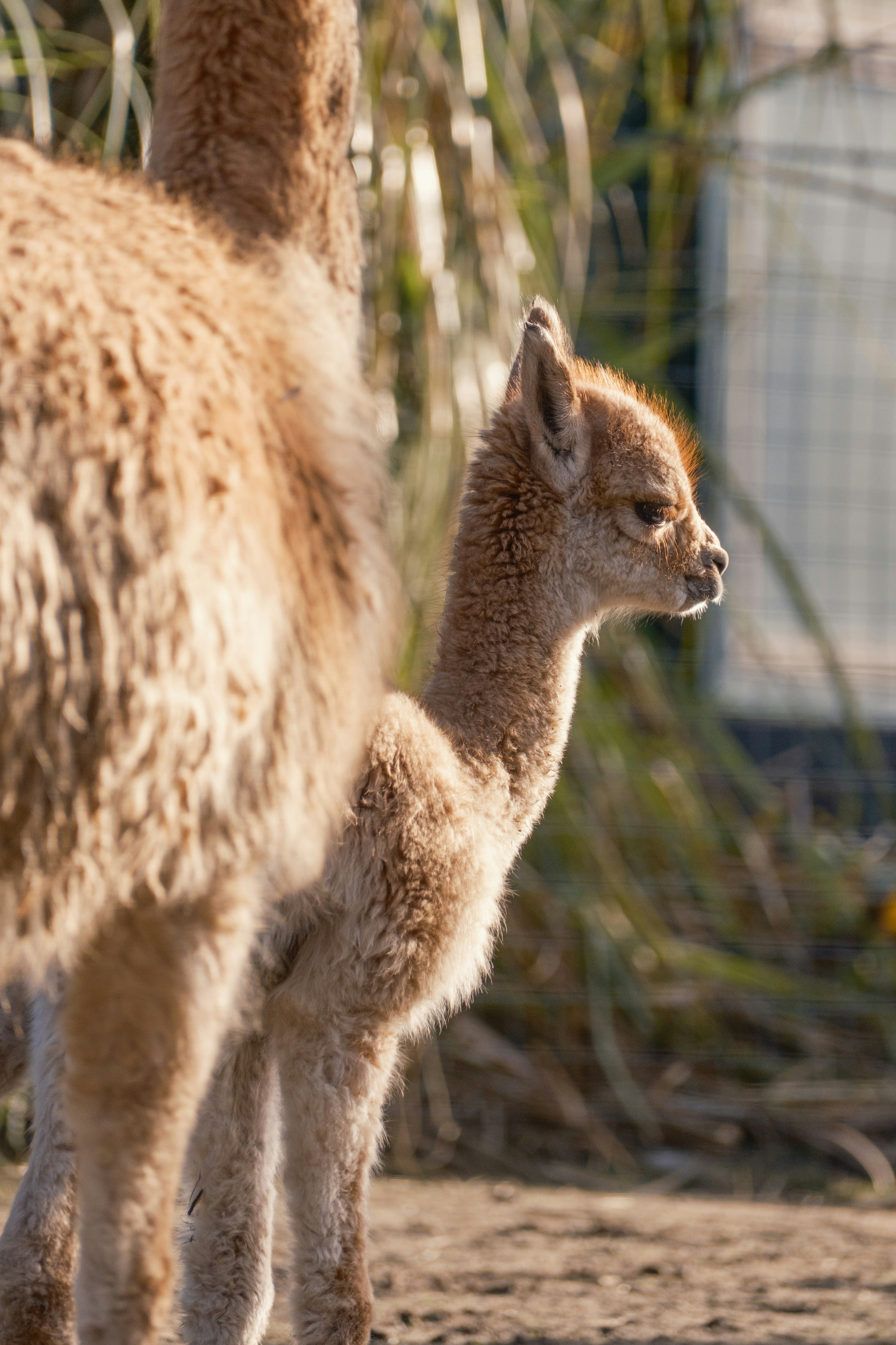 Alpine Moment: A Curious Juvenile Peeks Between Foliage