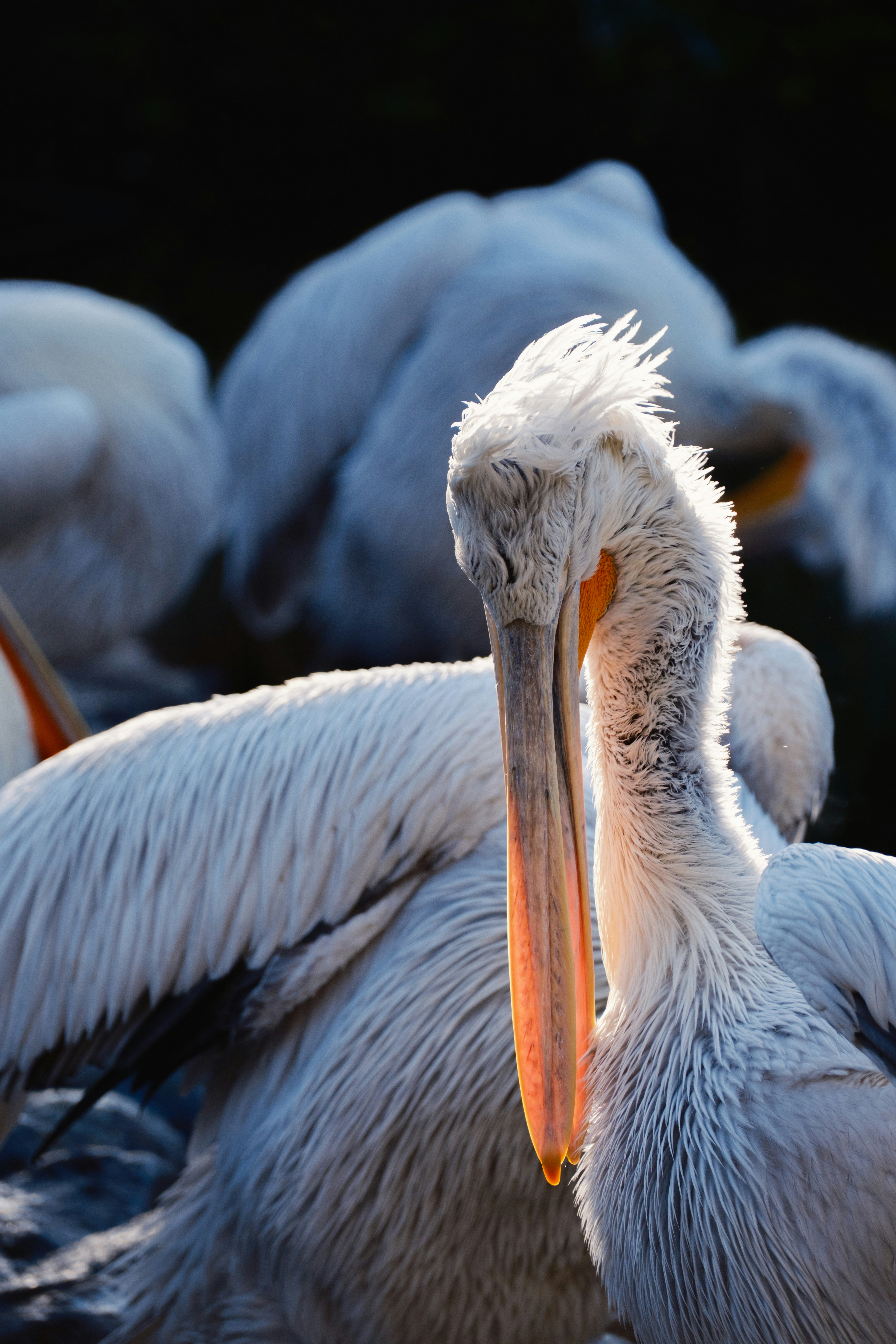 Curved Beak and Quiet Gaze among Pelican Flock