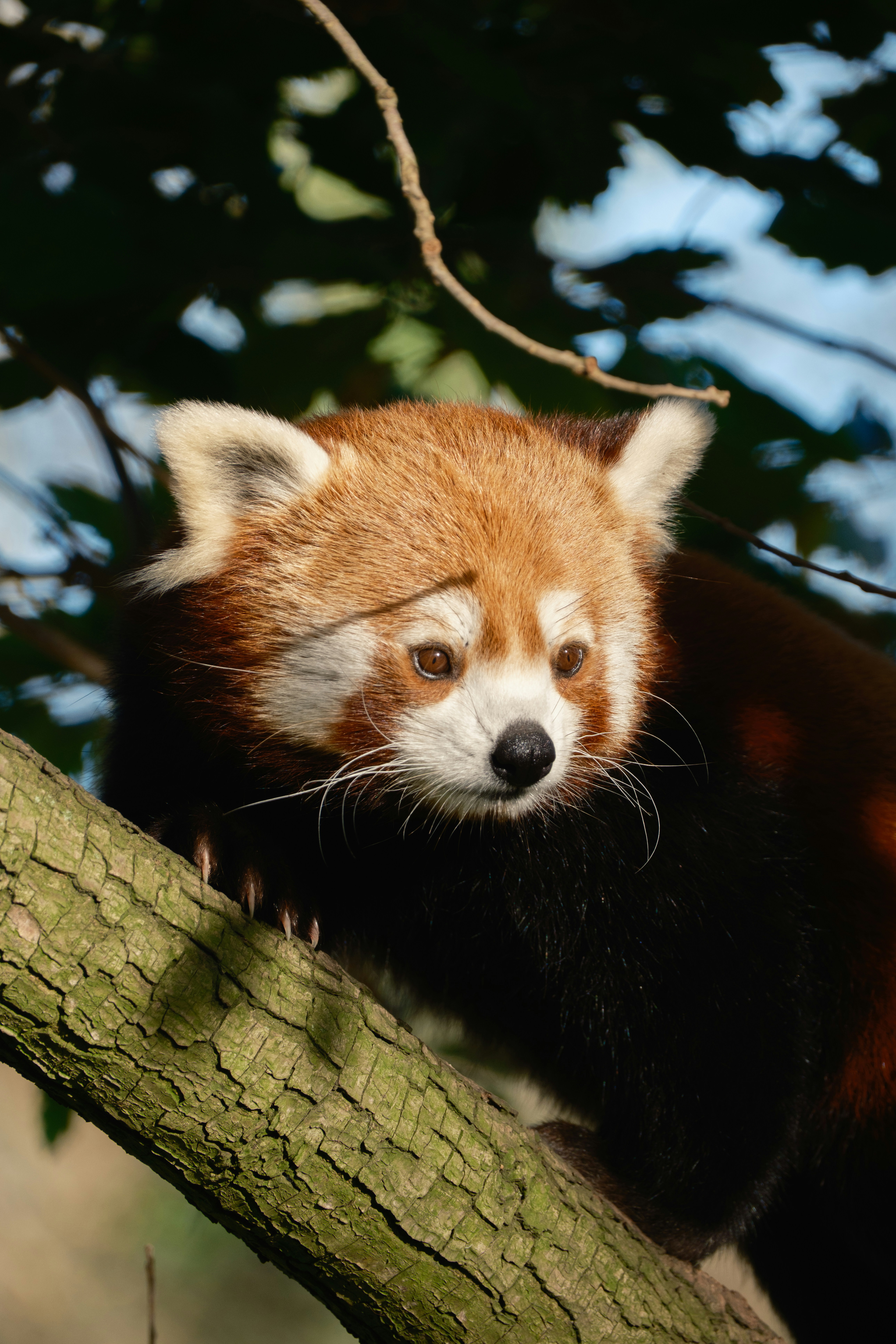 Red Panda Crowned by Dappled Light on a Tree Branch
