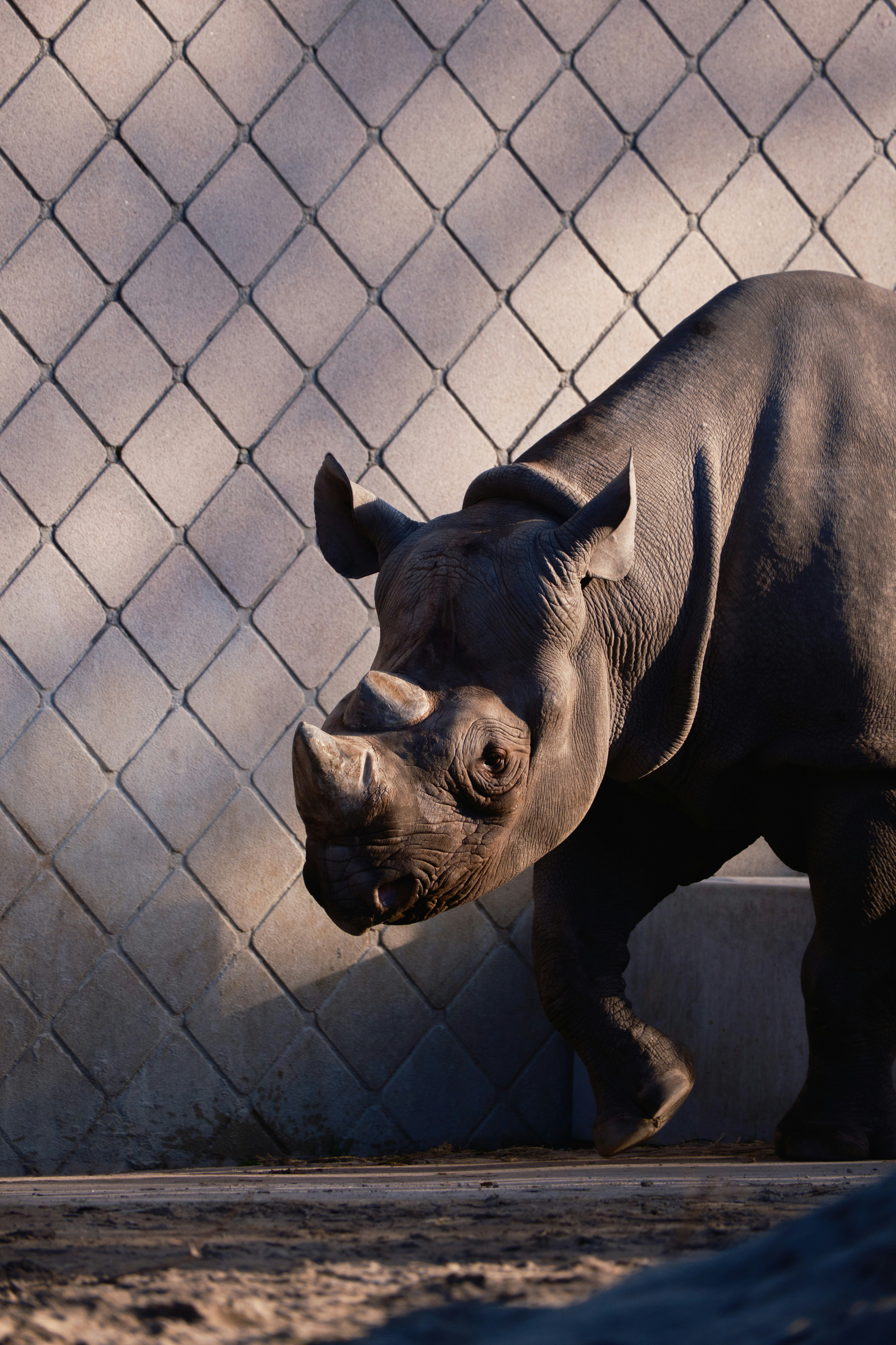 Rhino at the Grounded Fence: A Quiet Moment in a Stony Enclosure