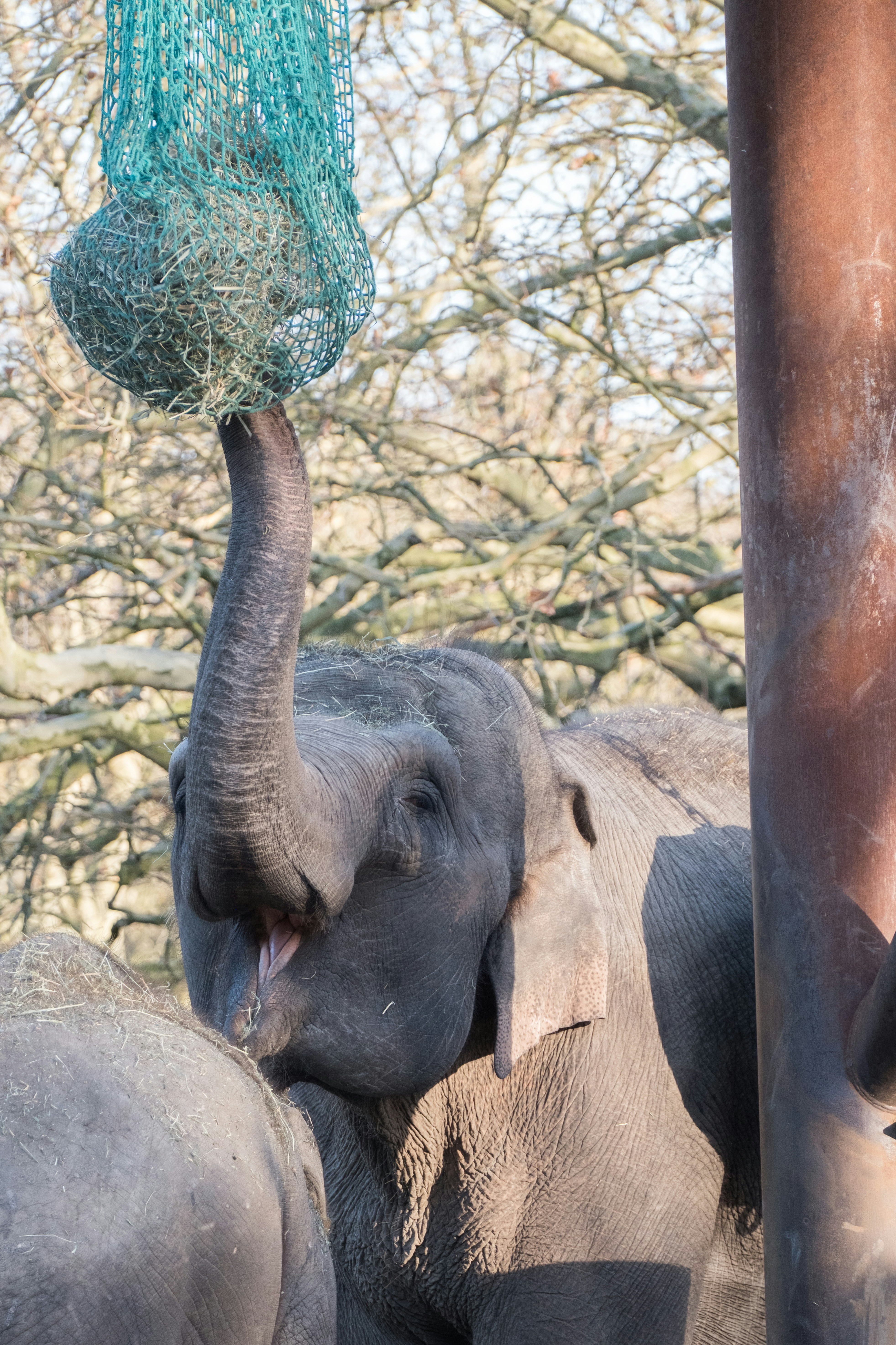 Gentle Giant Reaches for the Sky-Blue Net