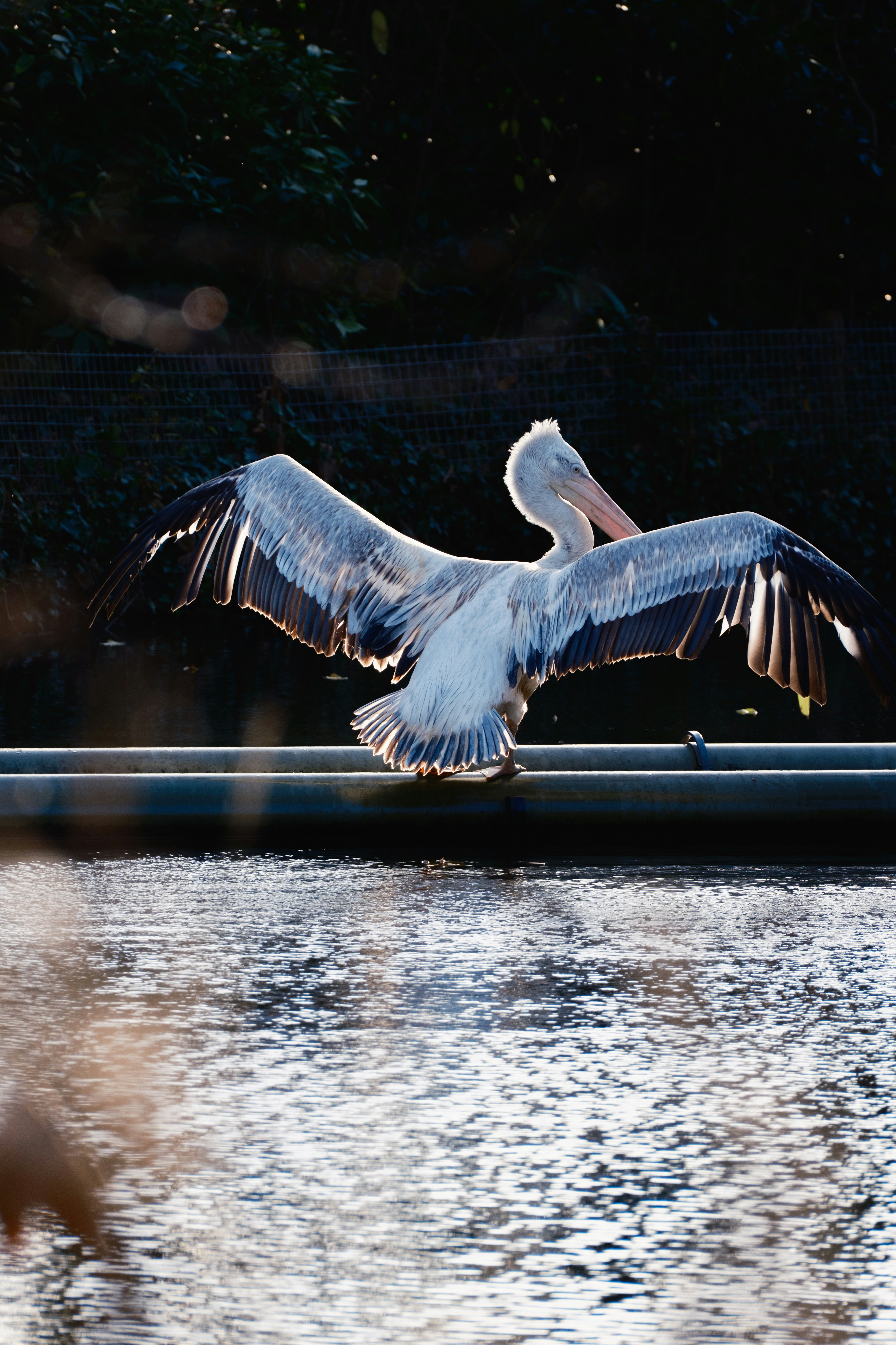 Dalmatian pelican, Blijdorp Zoo - Rotterdam