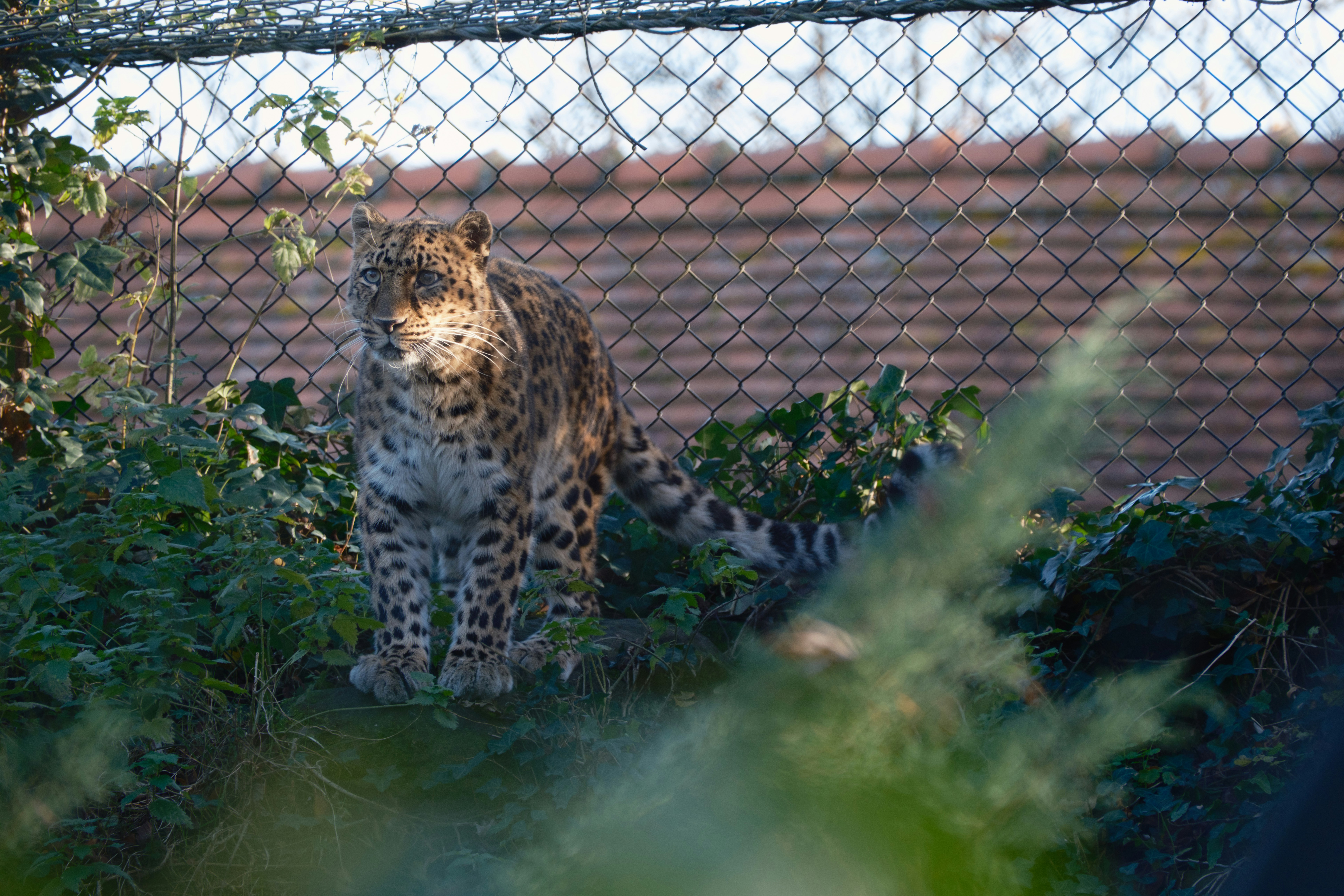 Amur leopard, Blijdorp Zoo - Rotterdam