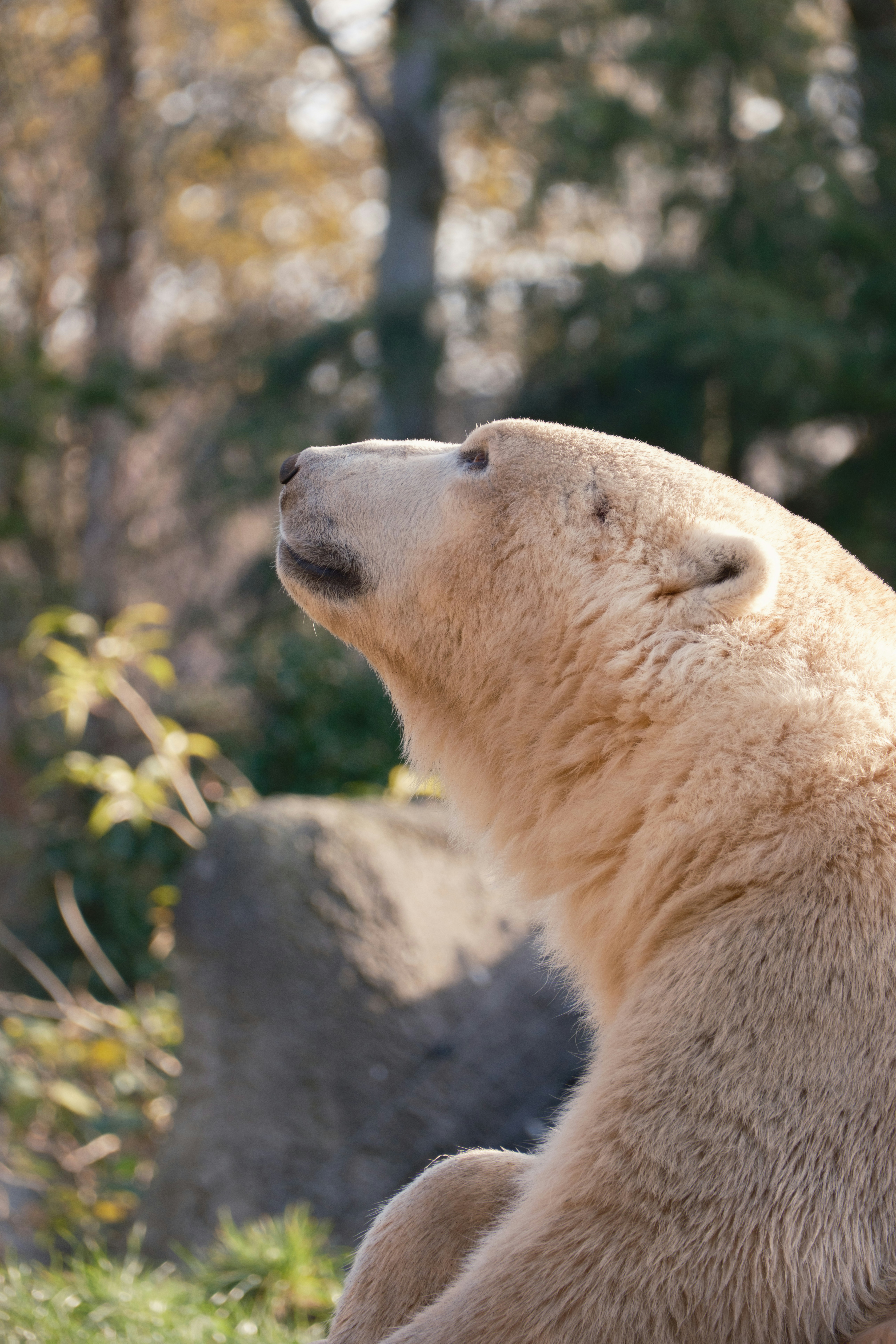 Contemplative Polar Bear in Warm Autumn Light