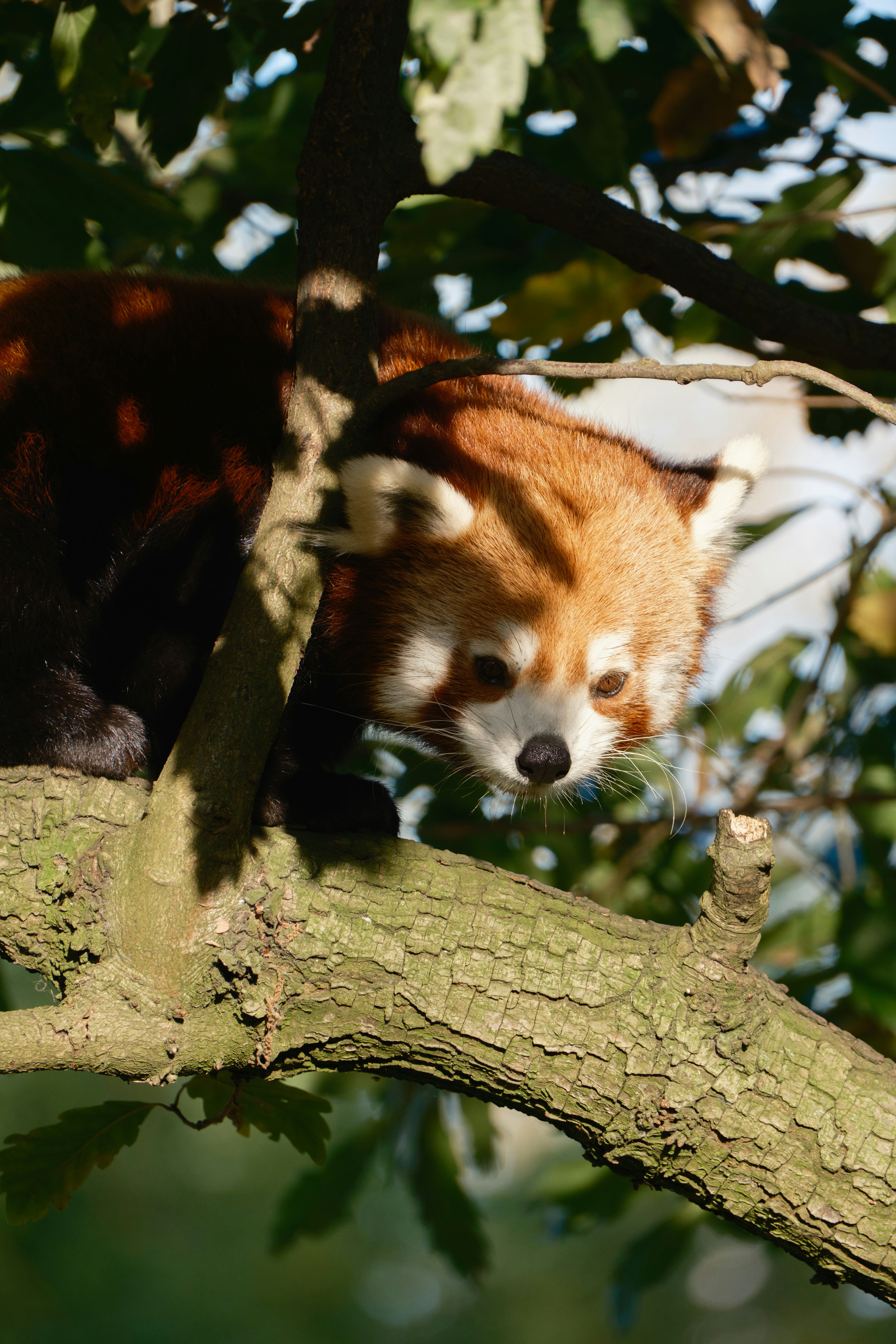 Red Panda Peering Down from a Sunlit Branch