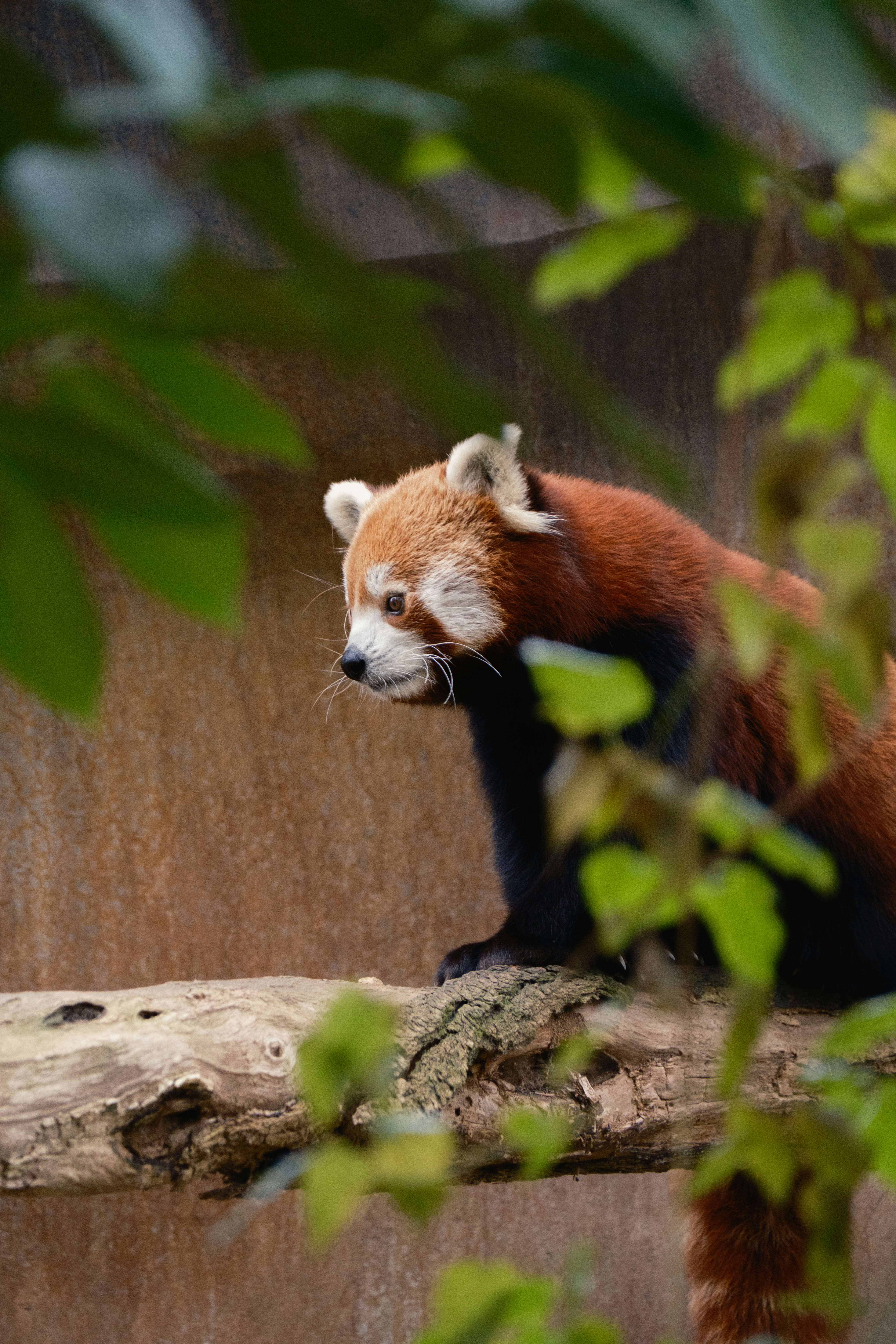Red Panda on a Weathered Branch Amid Green Framing