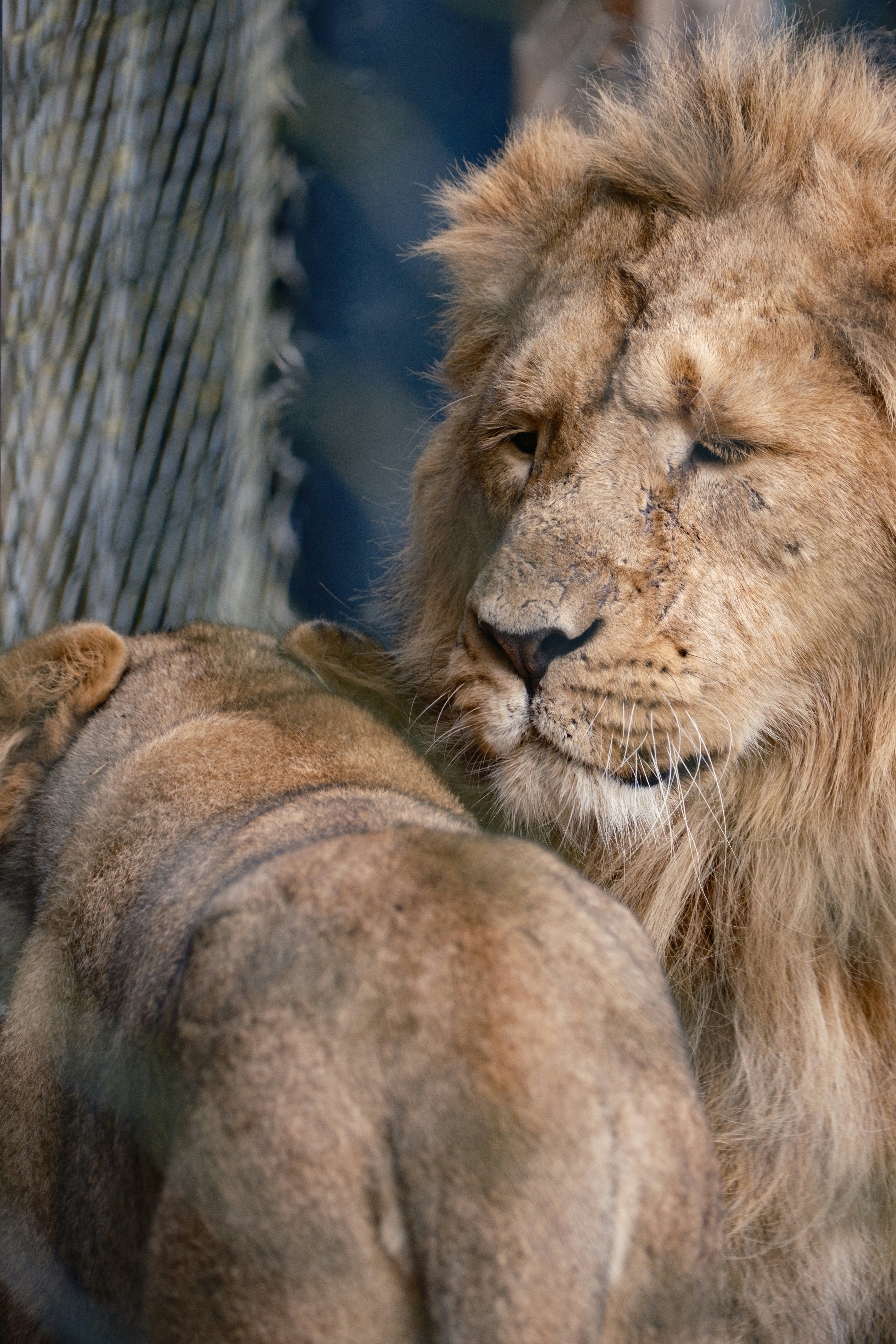 Asian Lion, Blijdorp Zoo - Rotterdam