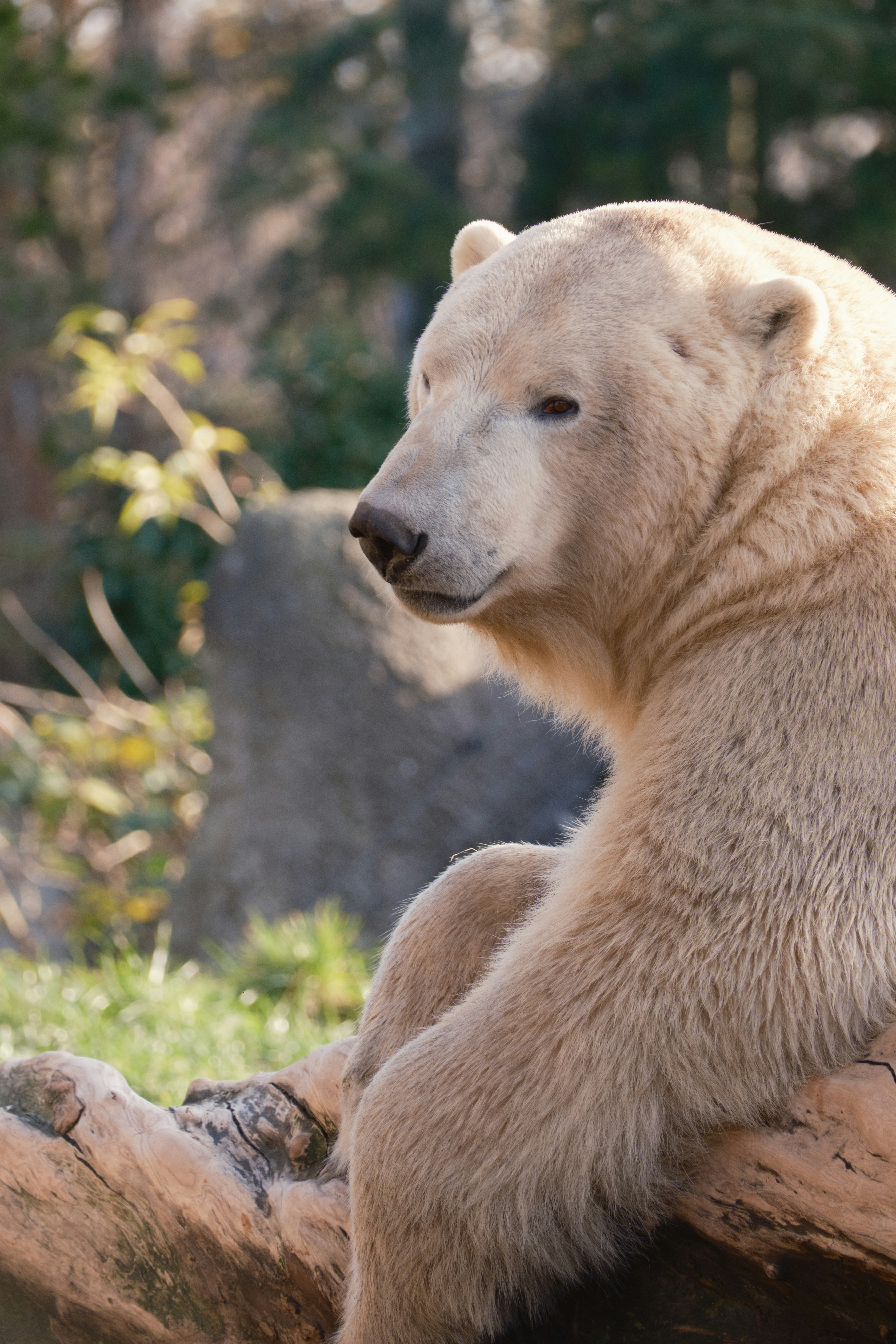 A Quiet Gaze: Polar Bear in Warm Sunset Light