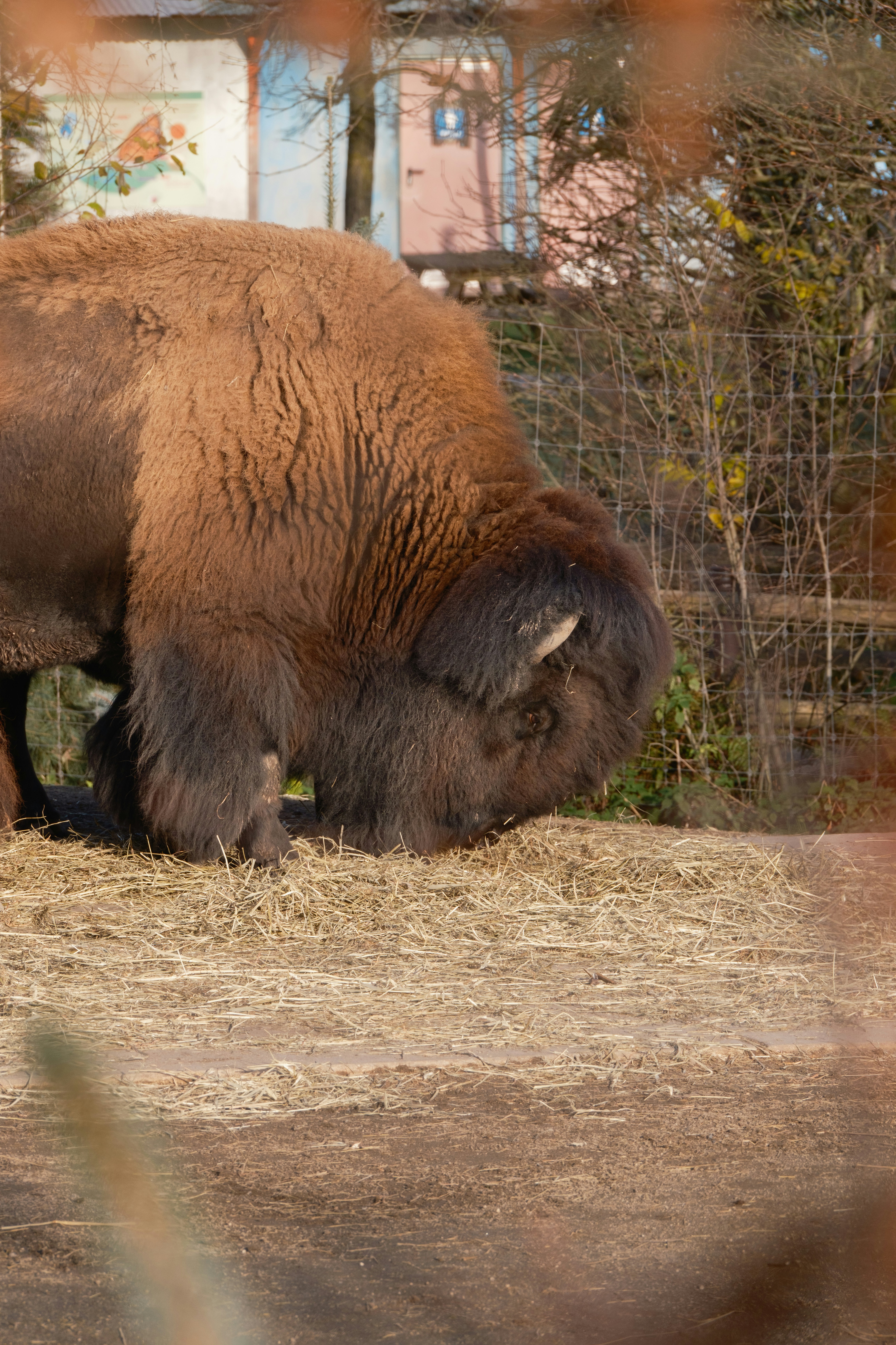 Giant Gentle Gaze: A Bison in Soft Winter Light