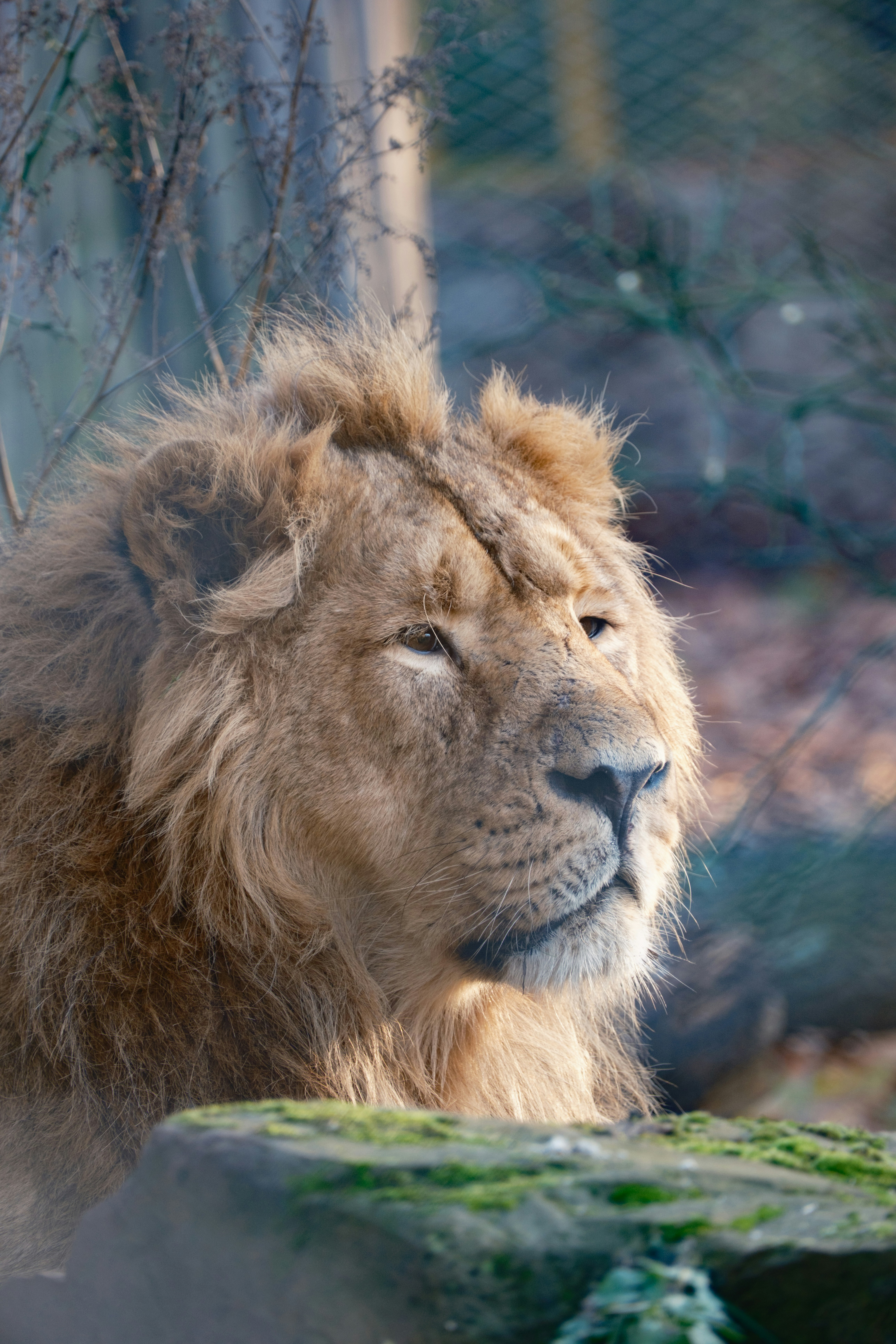 Asian Lion, Blijdorp Zoo - Rotterdam