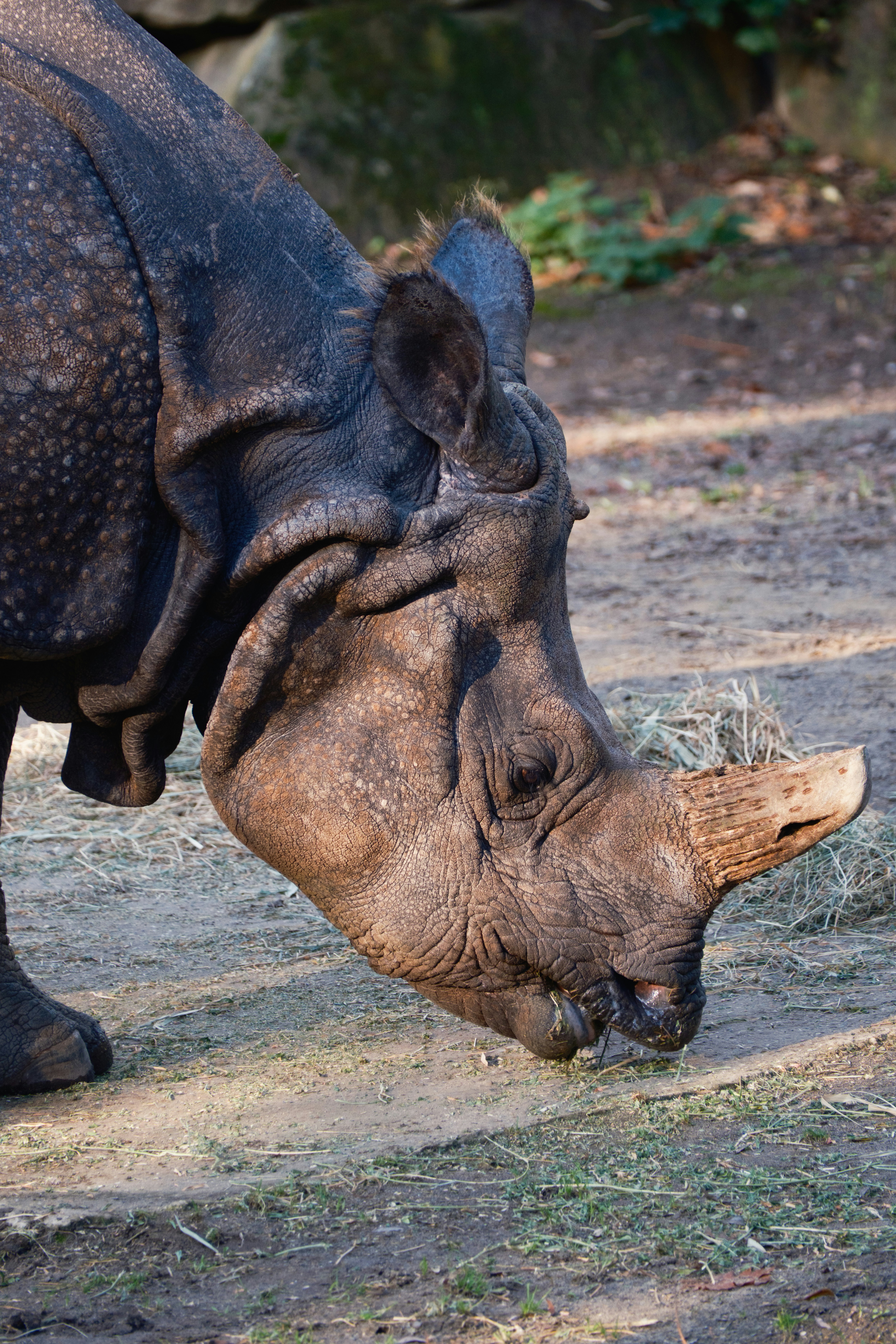 Close-up of a Muddy Rhino Nuzzling the Ground