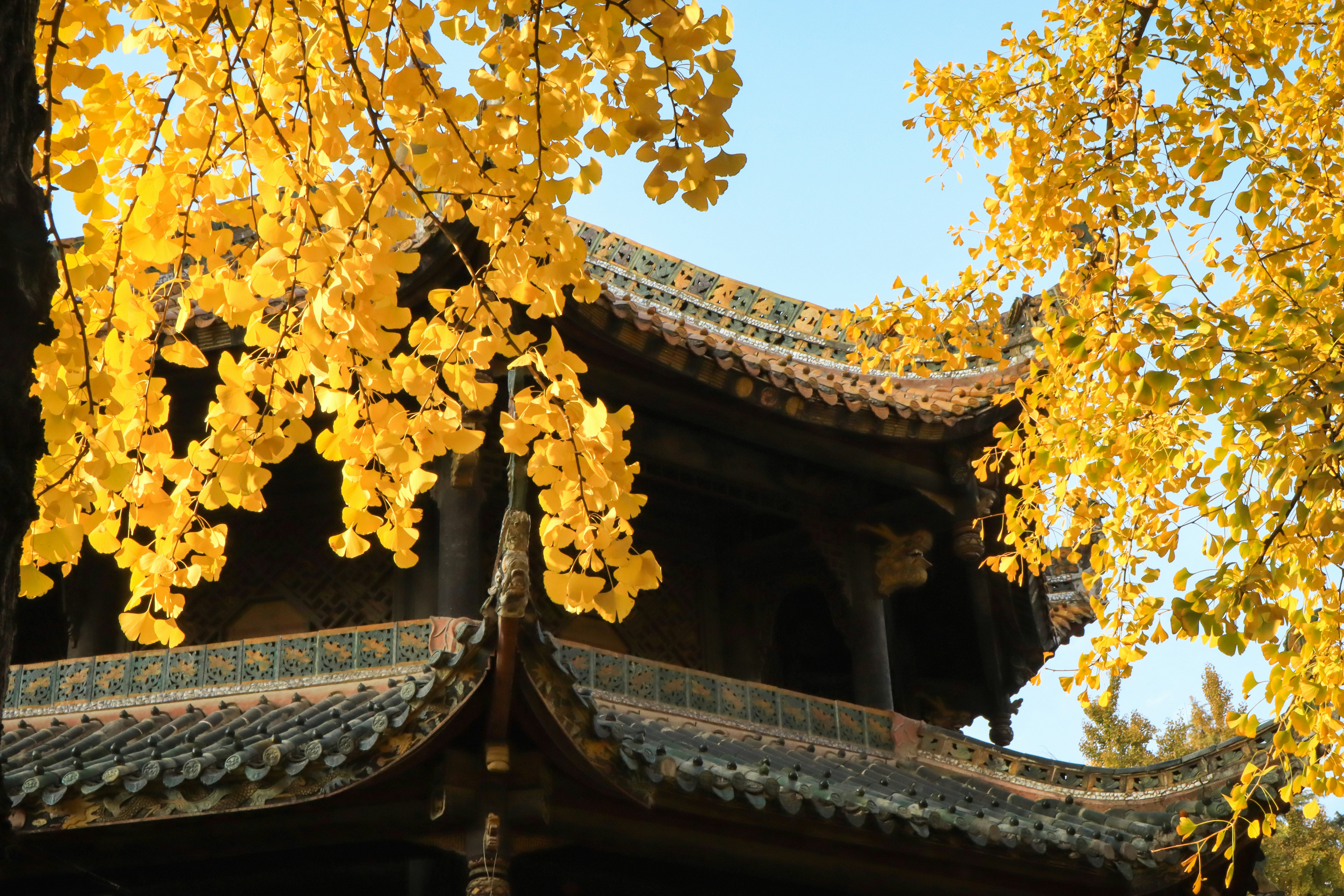 Autumn leaves frame traditional asian architecture photo – Free Blue ...