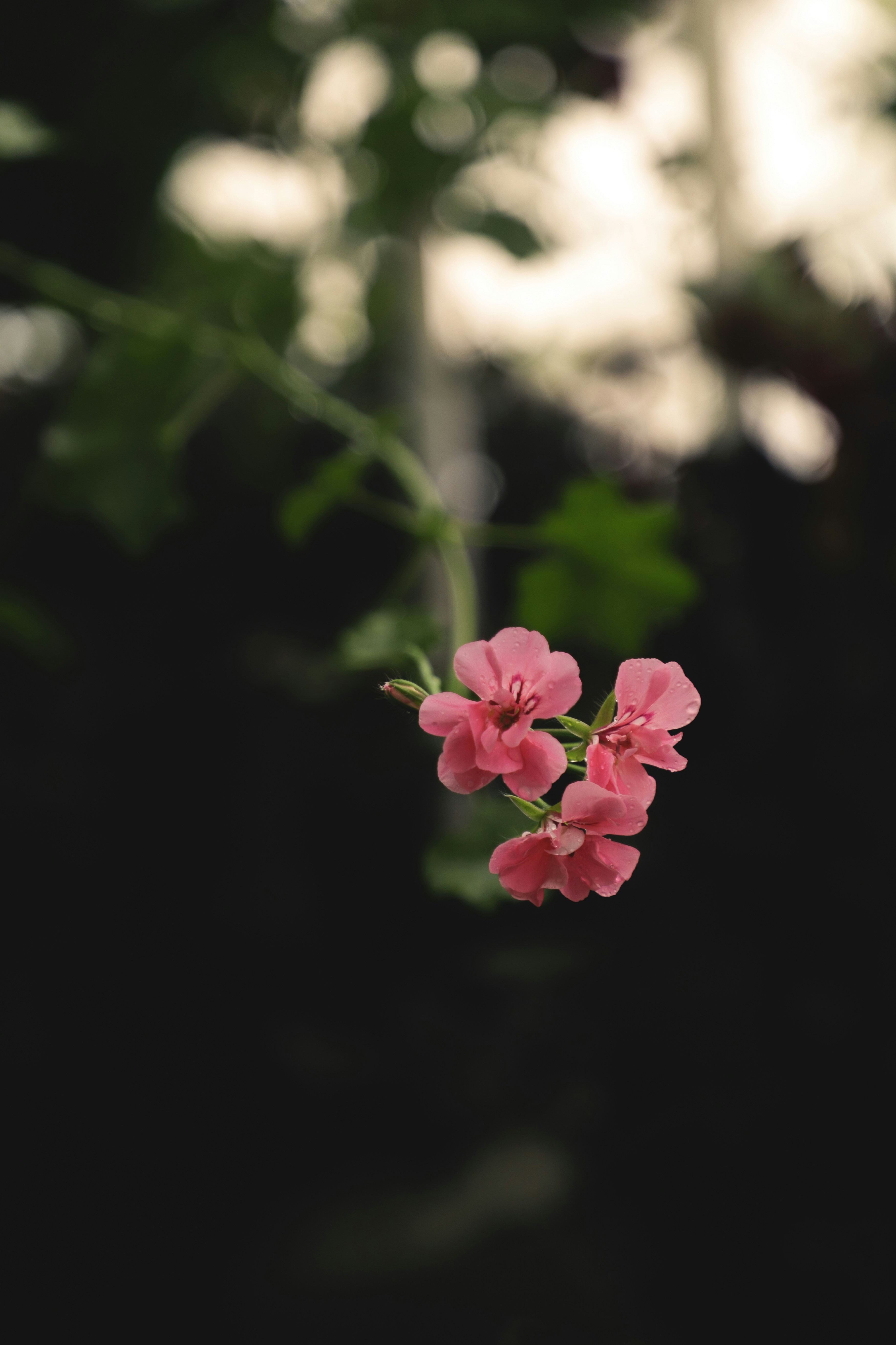 Pink Bloom in Soft Darkness