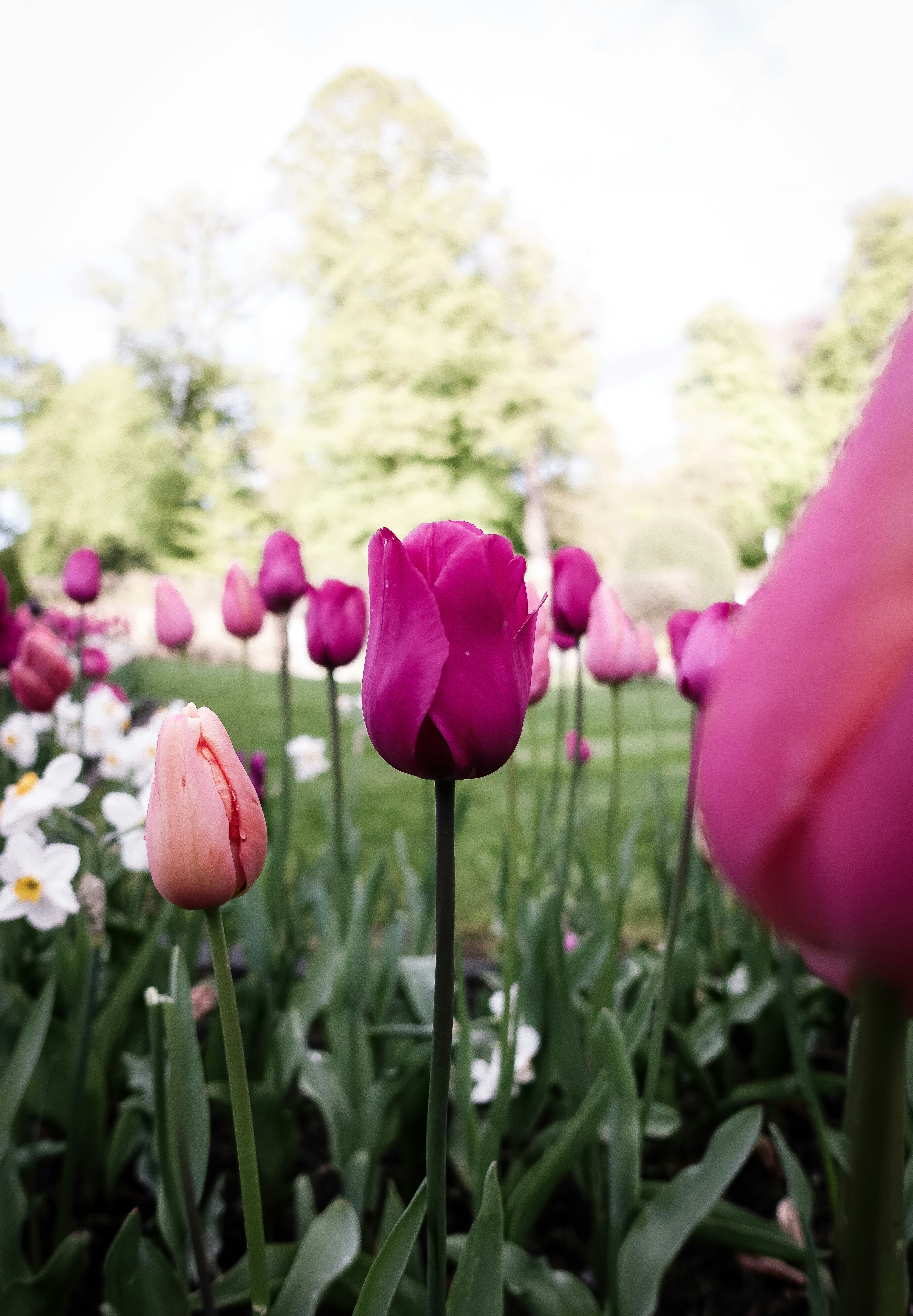 Center Tulip in a Sea of Petals