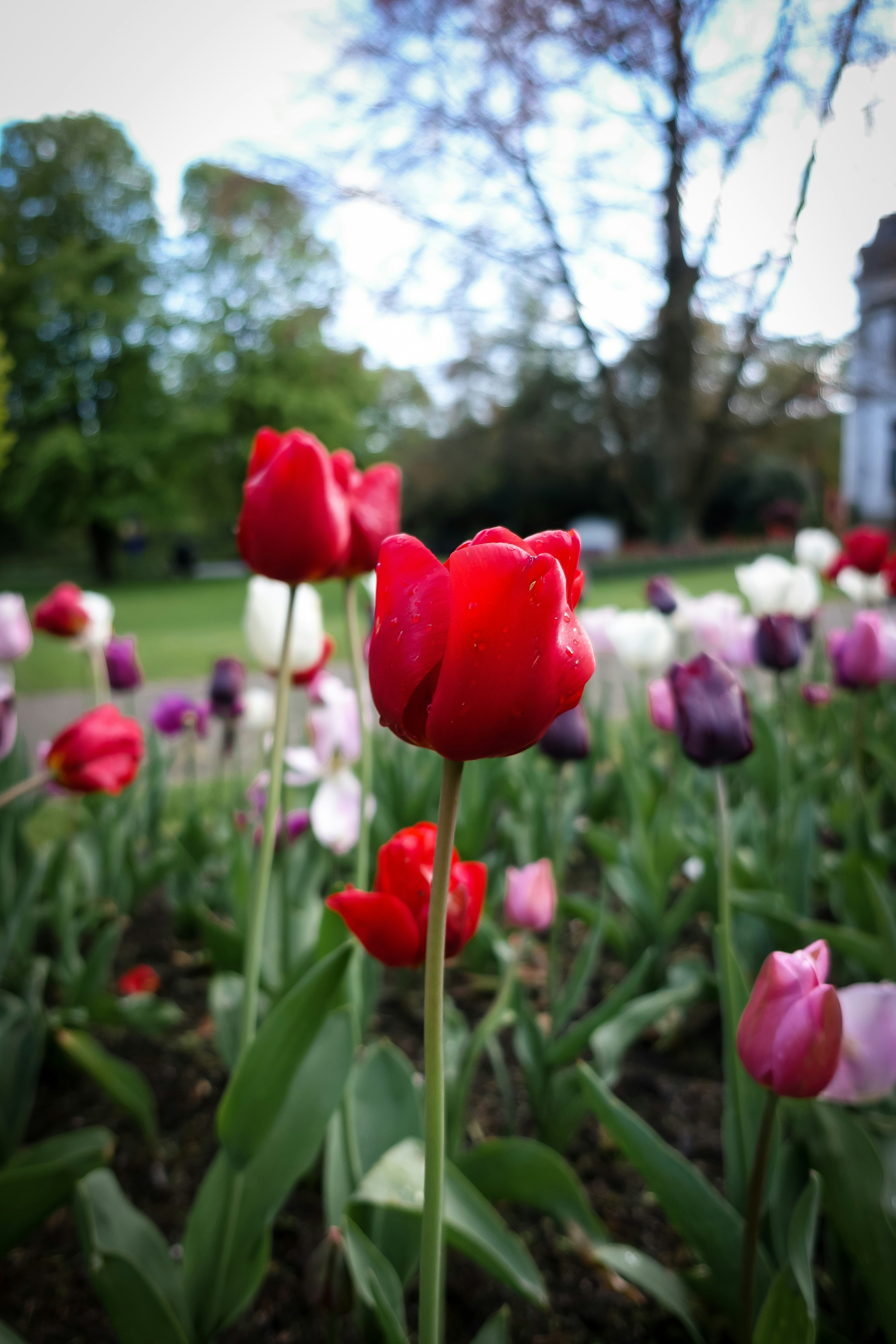 Photo by Tommy with Sony RX100 IV