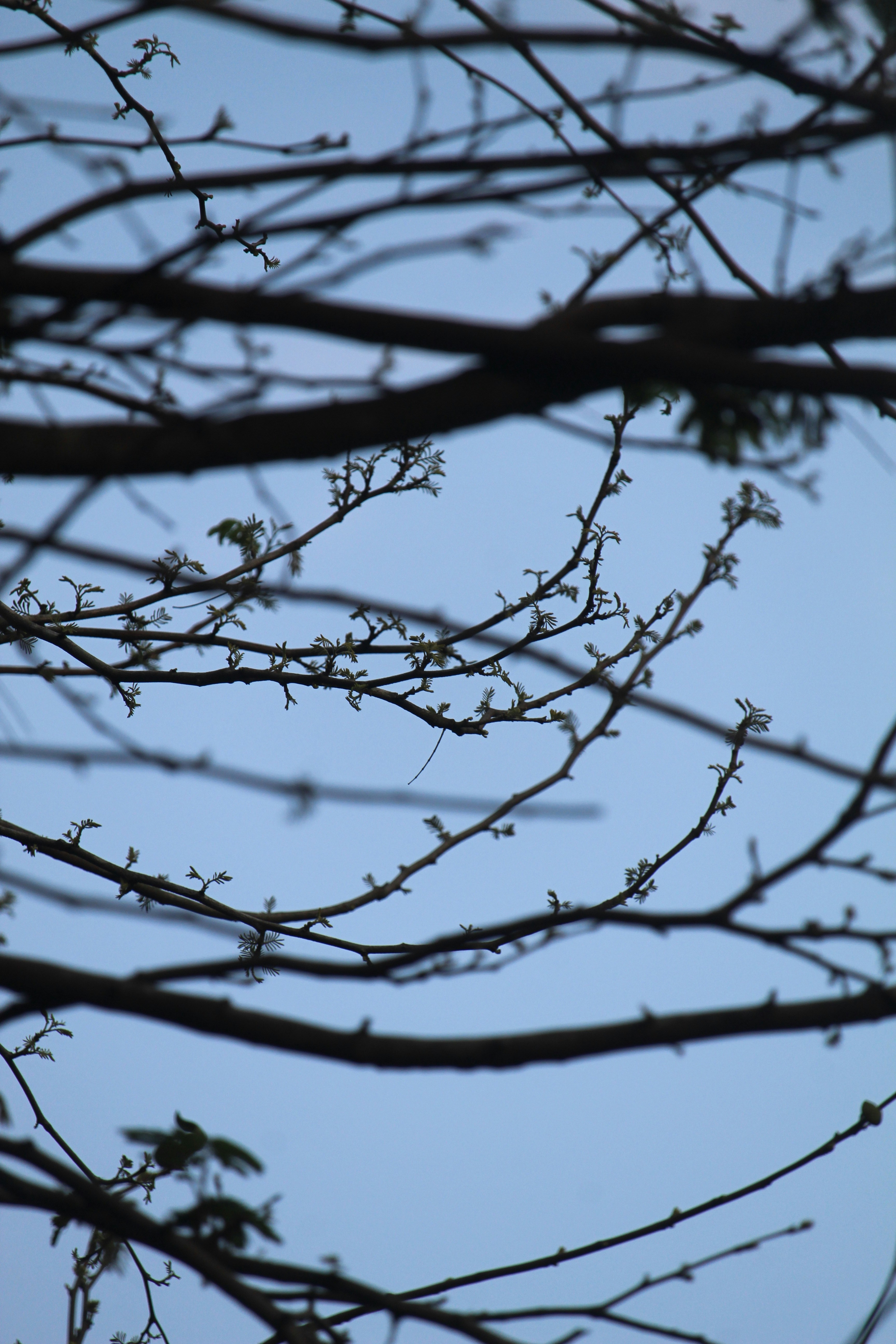 Slim tree branches with tiny buds reach across a pale blue sky, creating a web of dark lines.