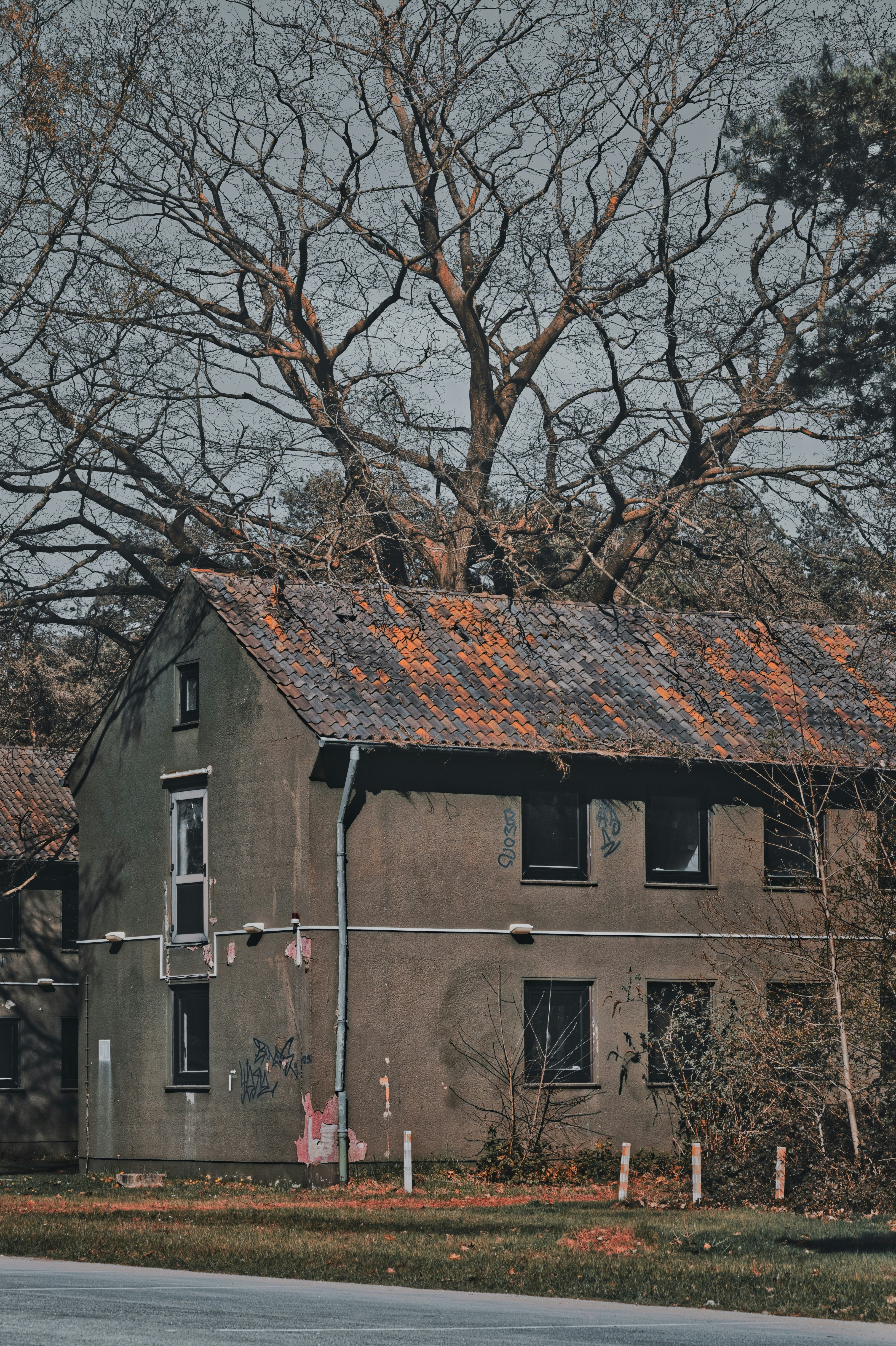  weathered house beneath a skeletal tree