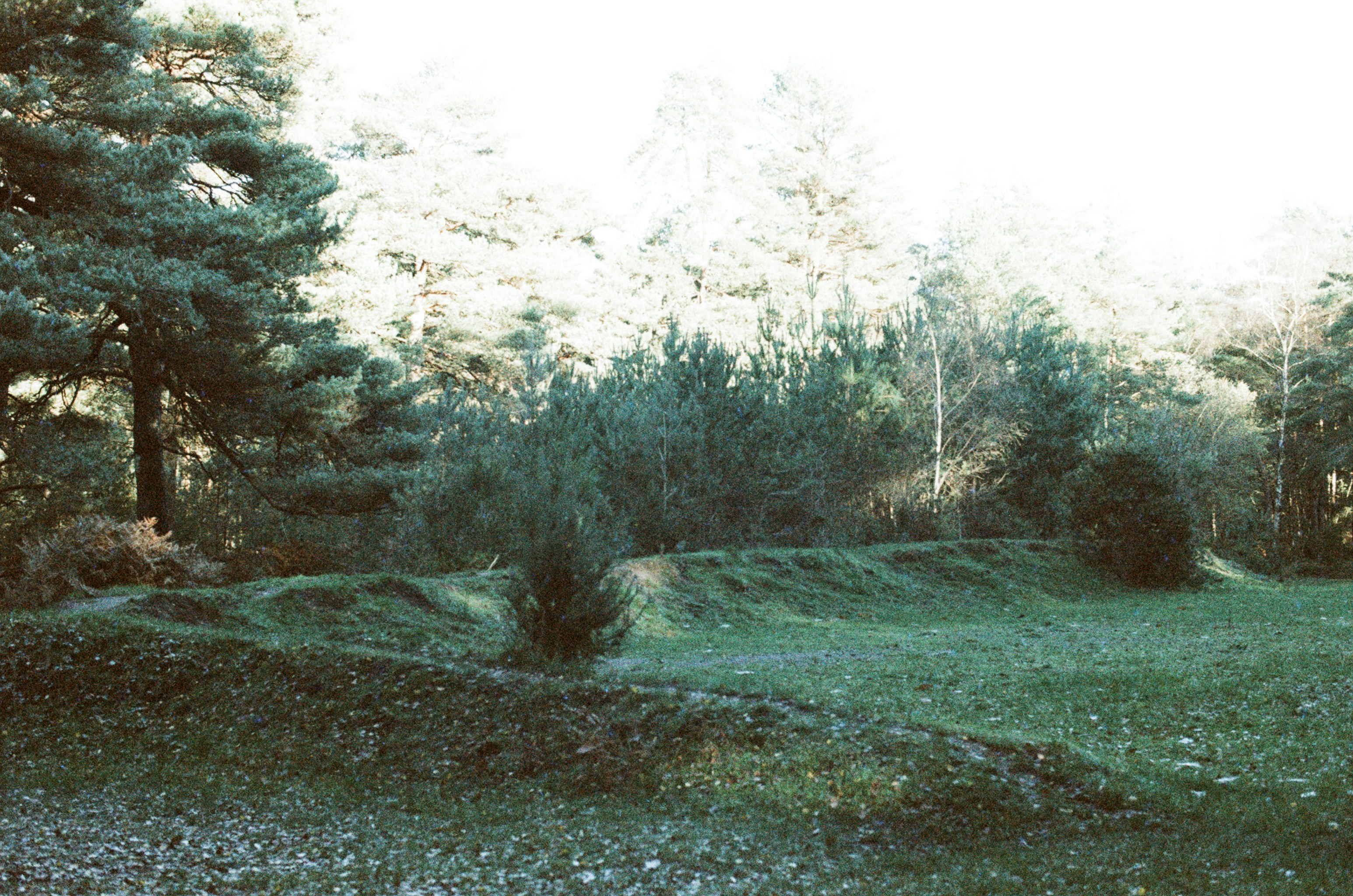 Grassy mounds in a sunlit forest clearing. photo – Free Forest Image on ...