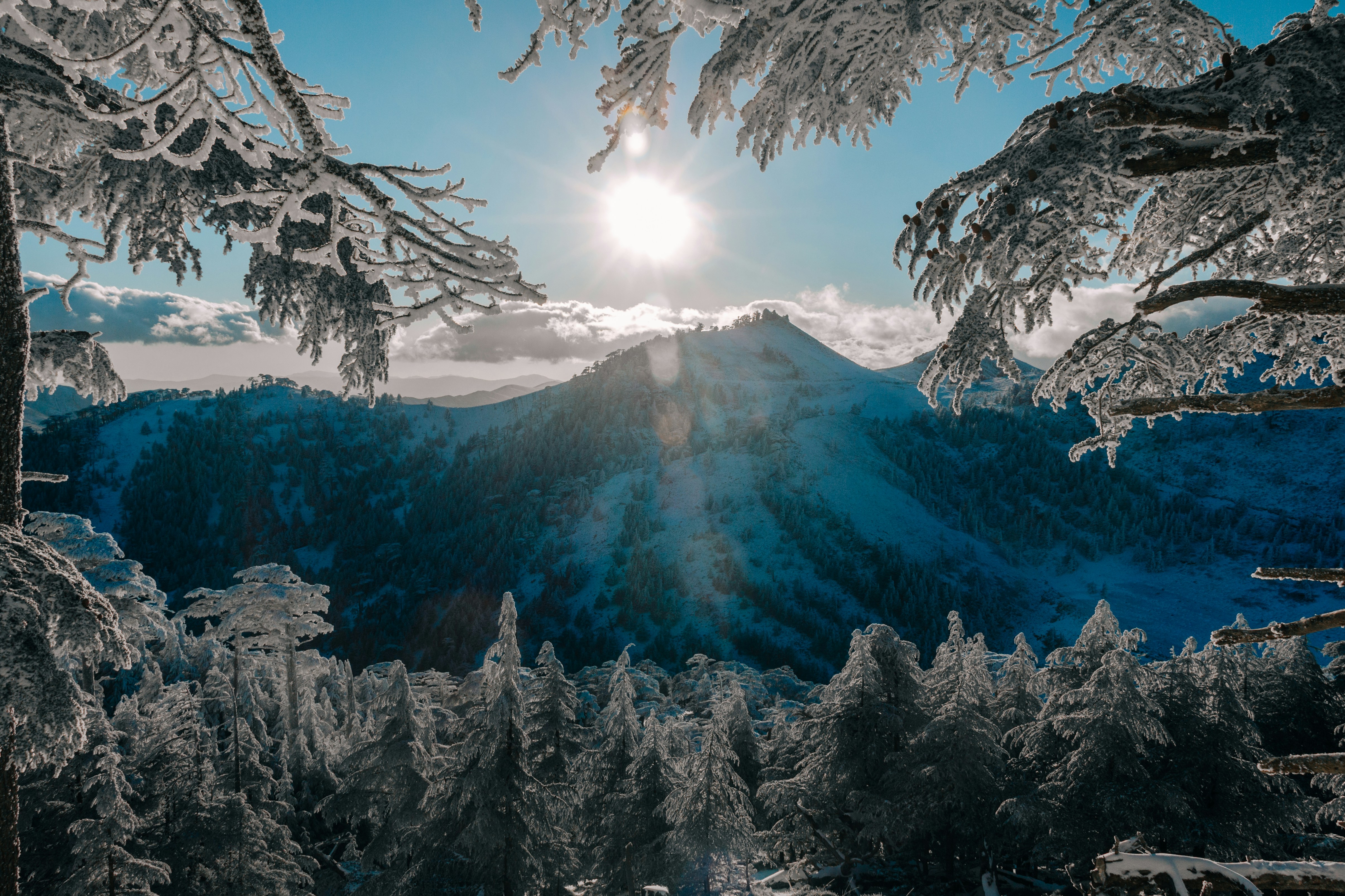 Sunlit Summit through Frosted Pines