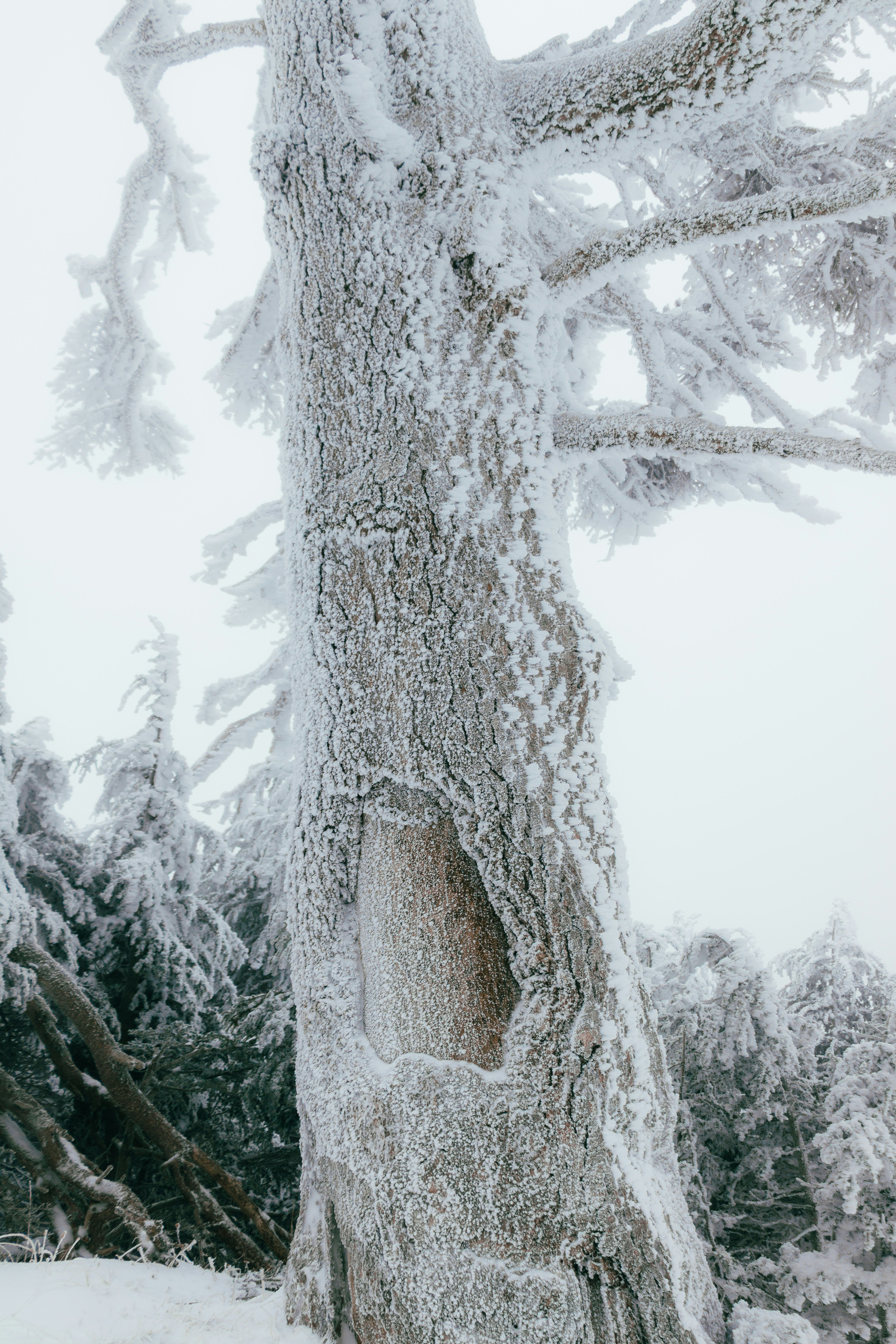 Frost-Scarred Trunk: A Winter Portrait Bordered by Ice