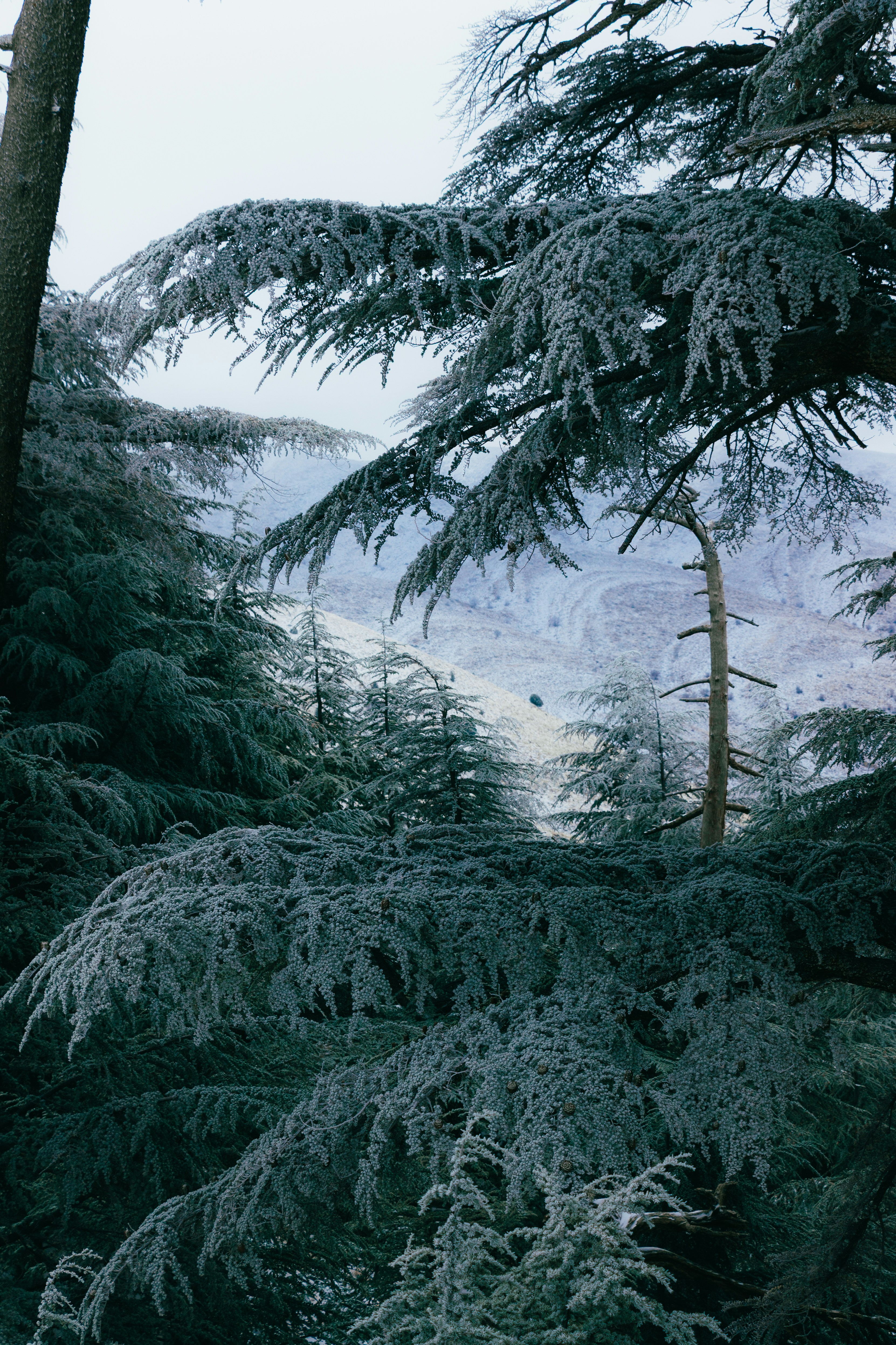 Frosted Cedar Canopy Over a Quiet Winter Profile
