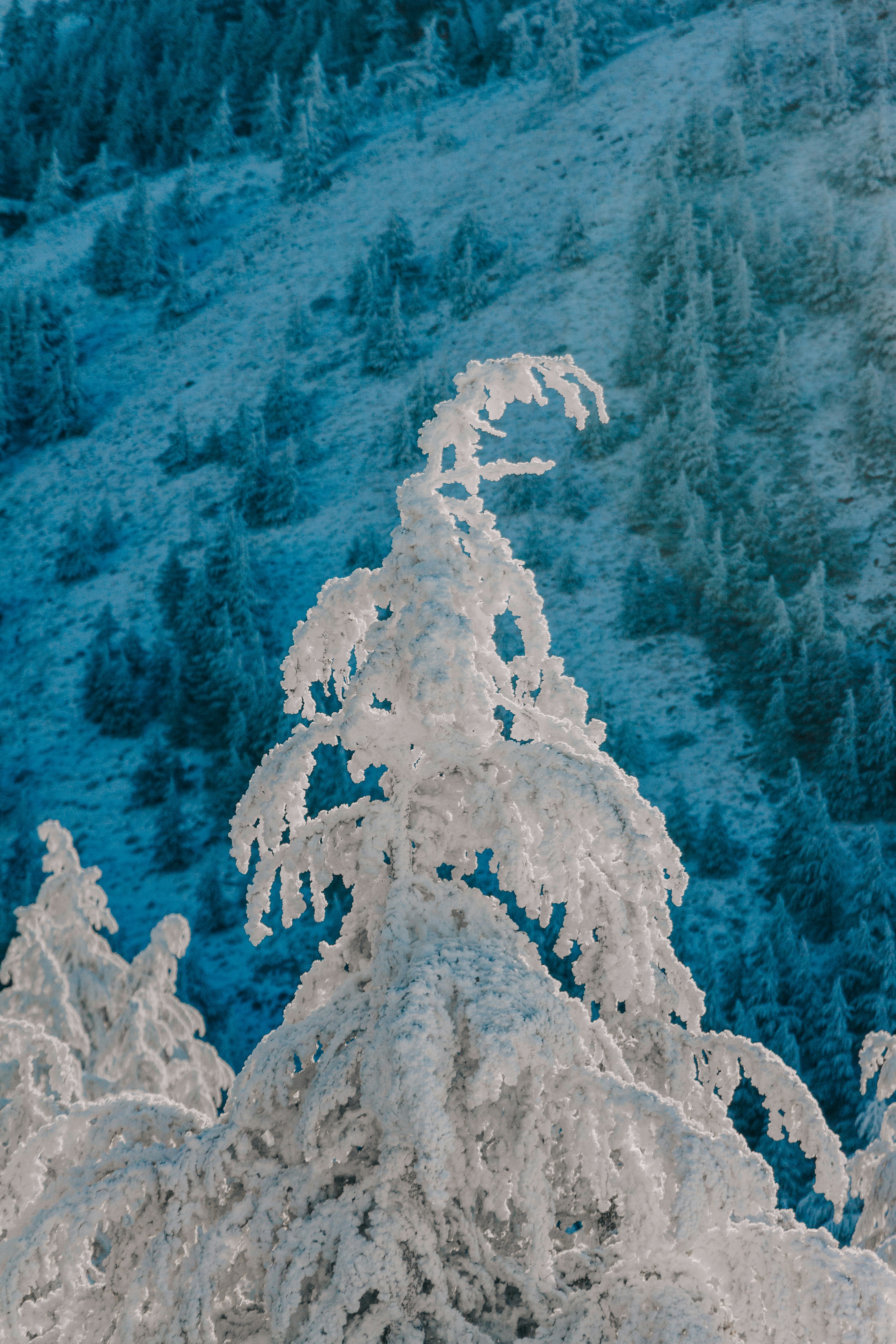 Snow-Crowned Arbor in a Frigid Forest