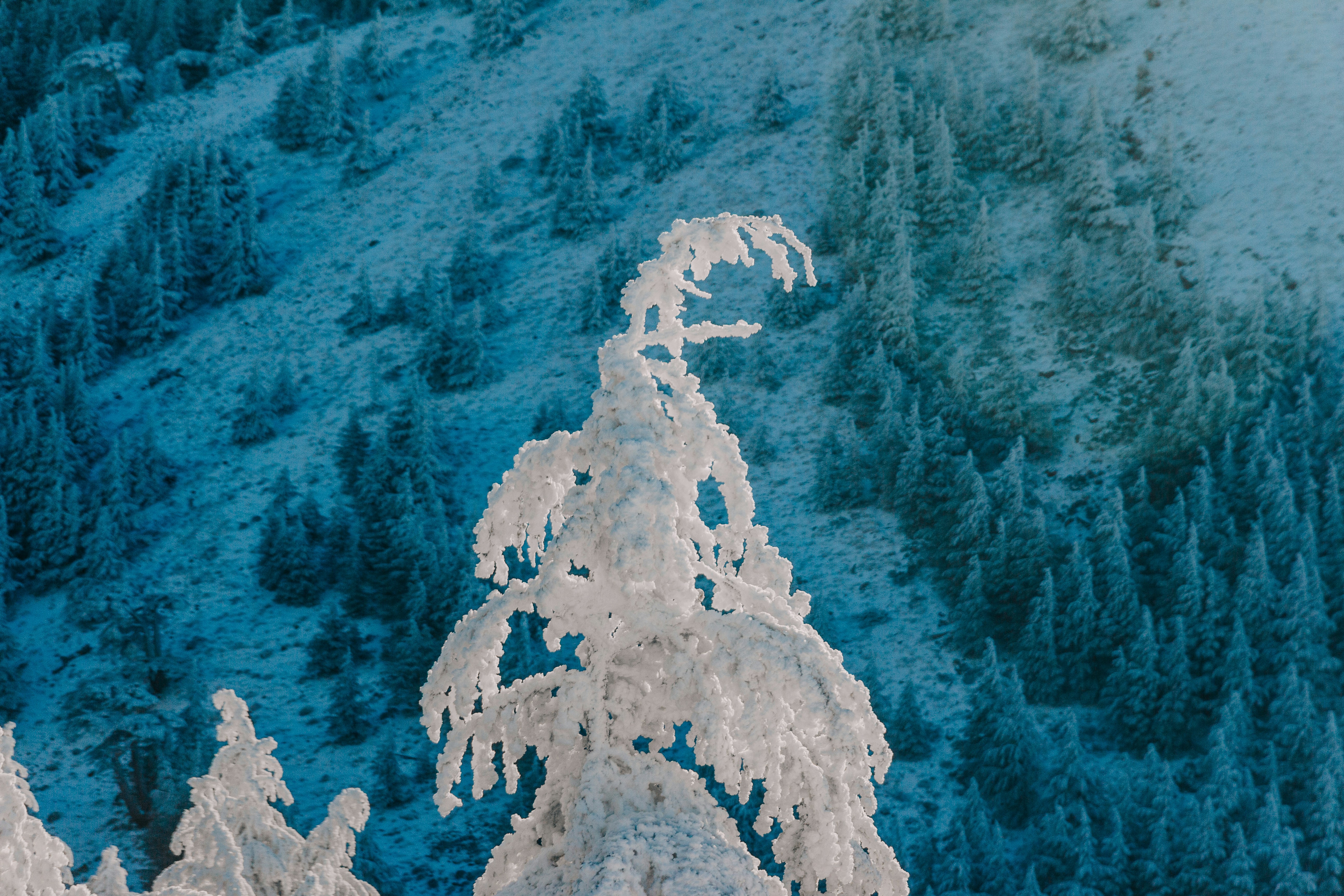 Icy Peak Silhouette: A Frostbound Tree Crown Reaches Toward Winterlight