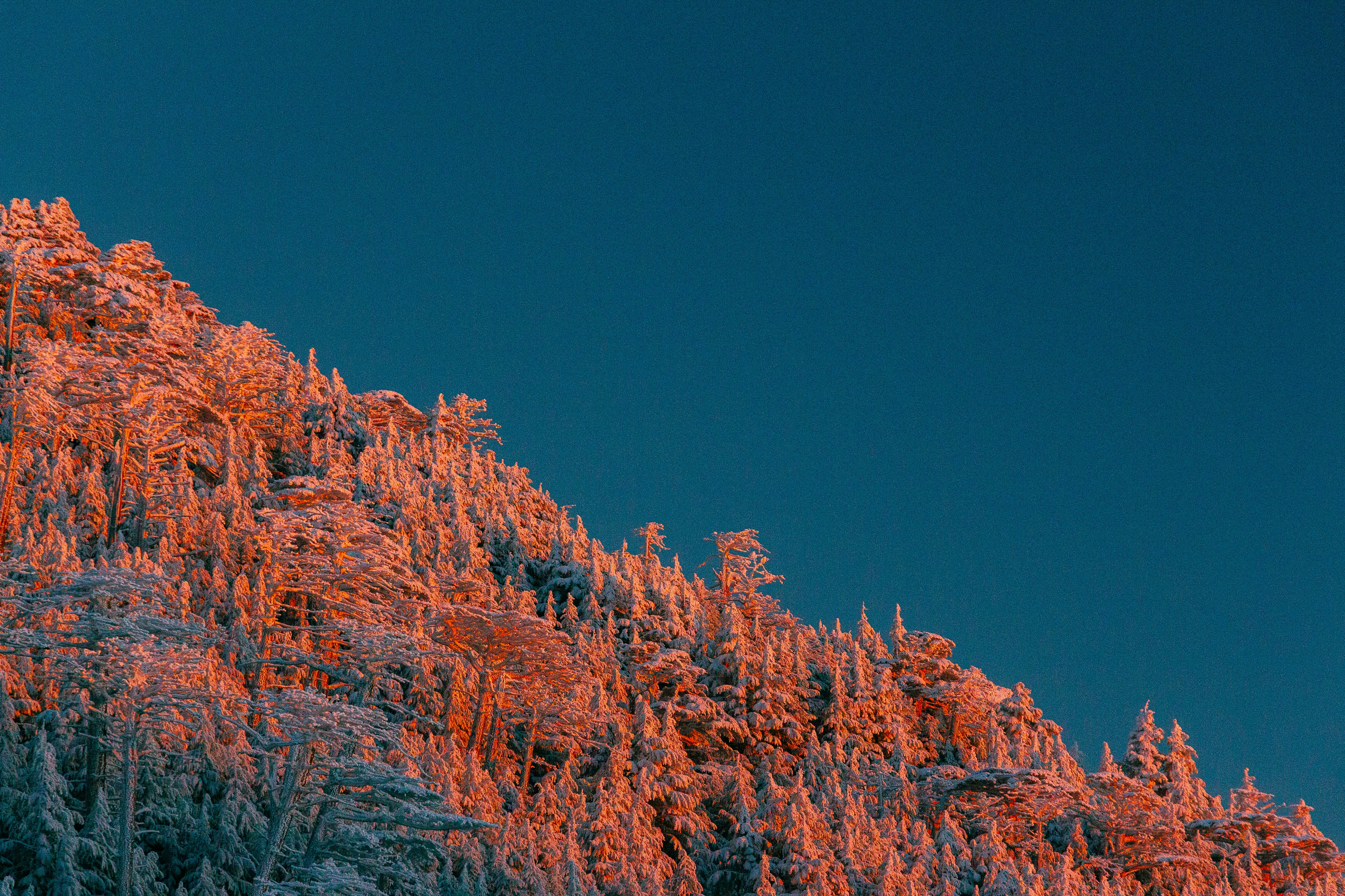 Aurora-touched Pines: Sunset on Icebound Ridge