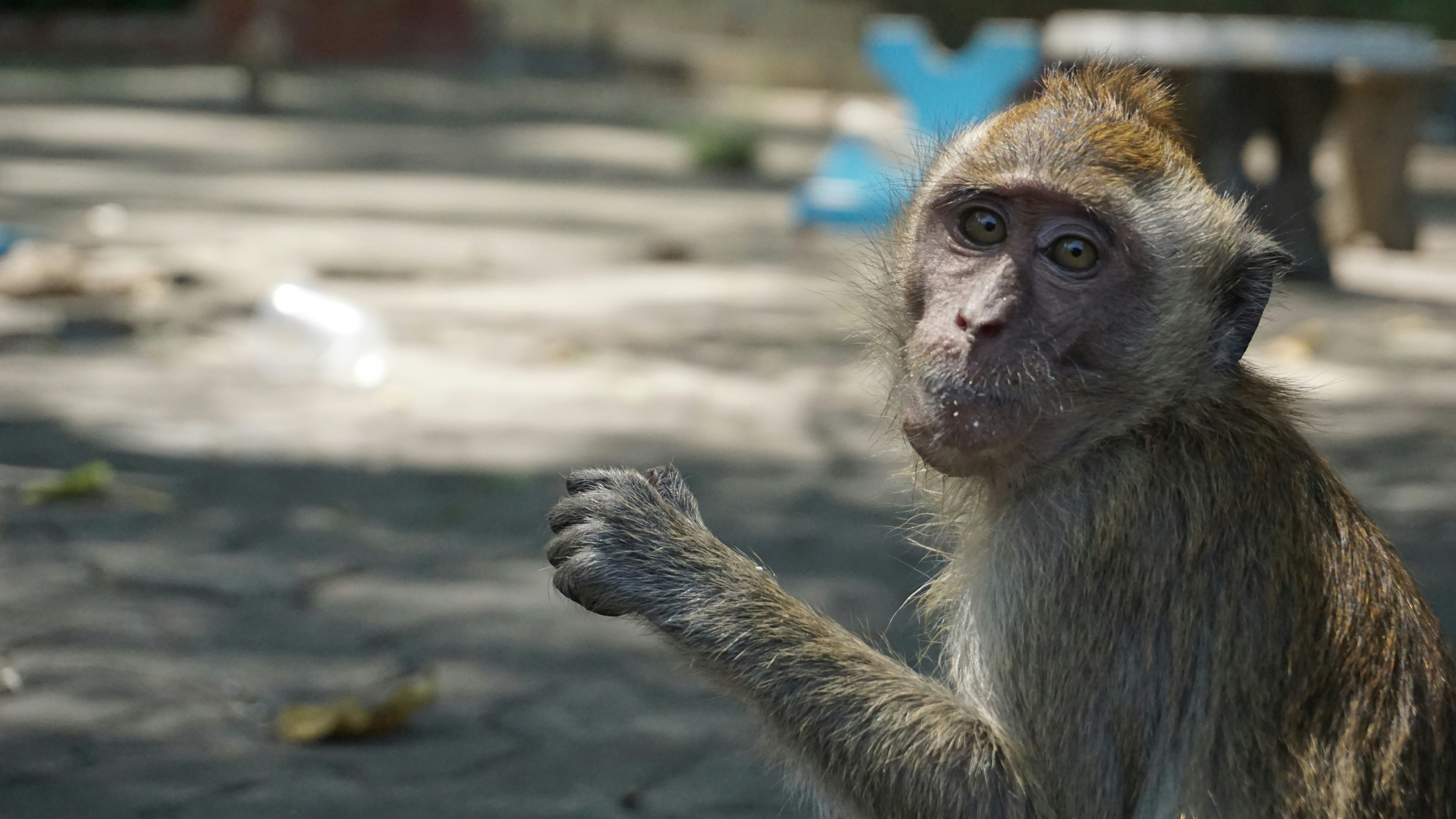 Monkey at a temple in Krabi Thailand