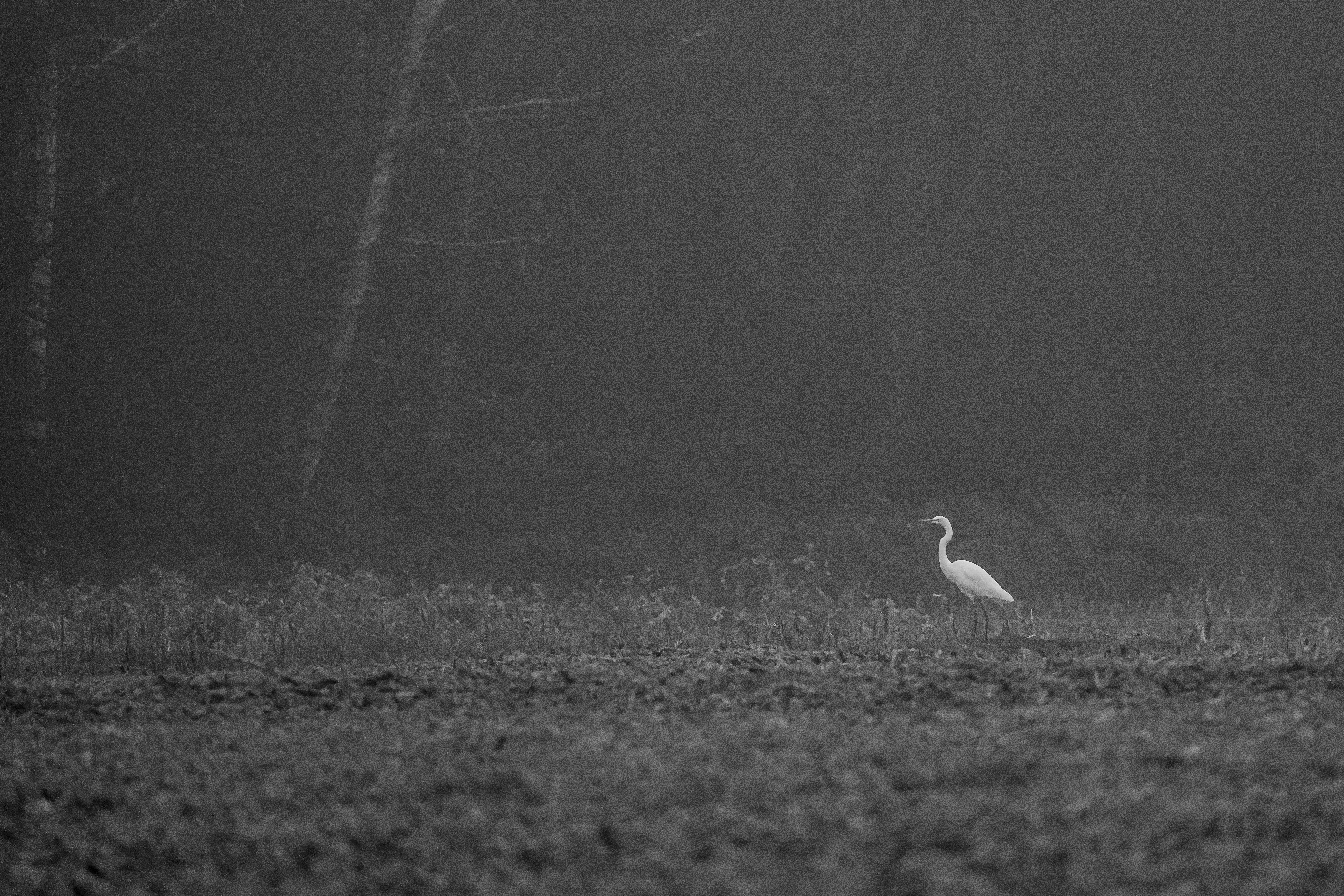 Lonely Heron at the Edge of Fog