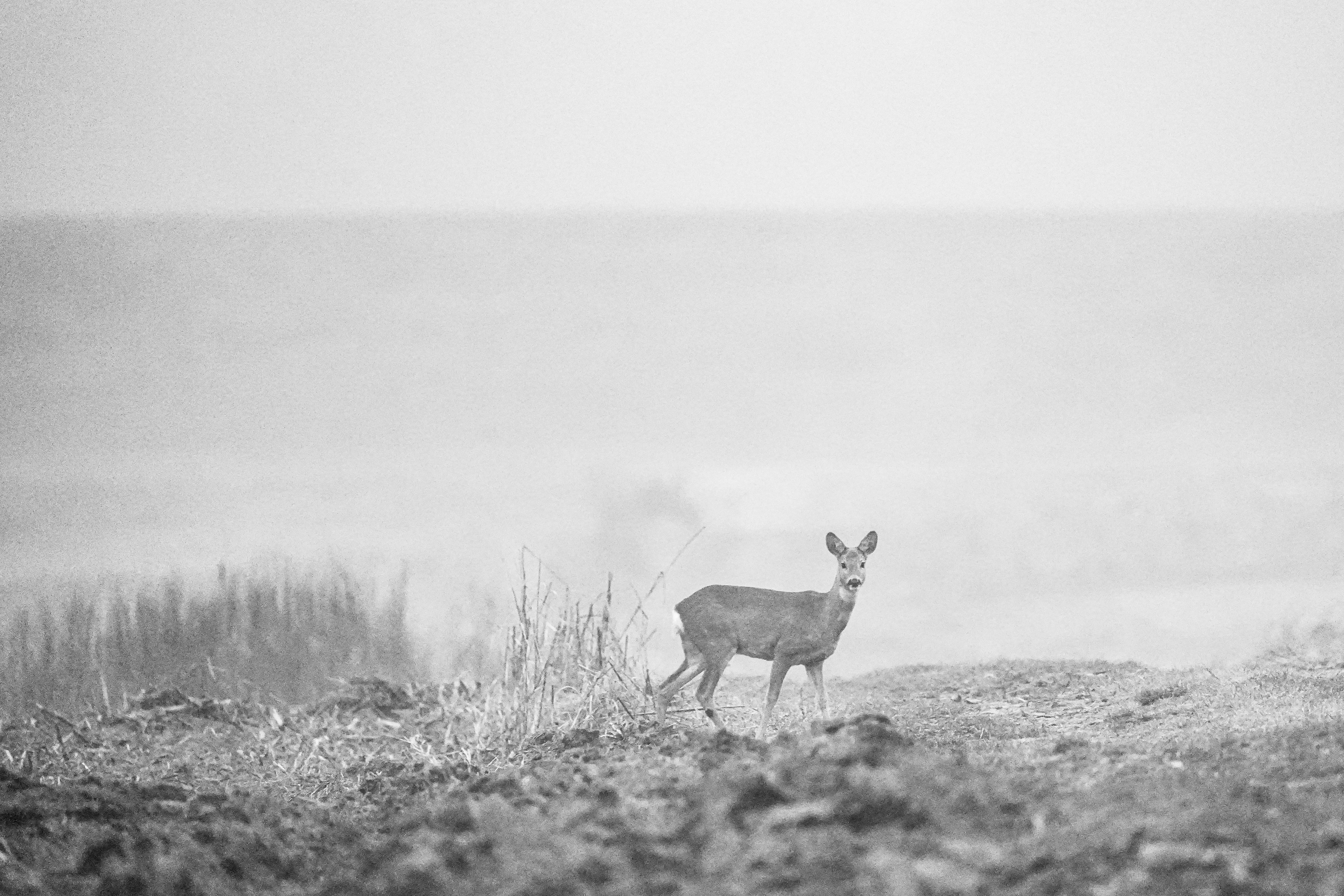 Photo by Nikola  Tomašić with Sony Alpha 7 IV