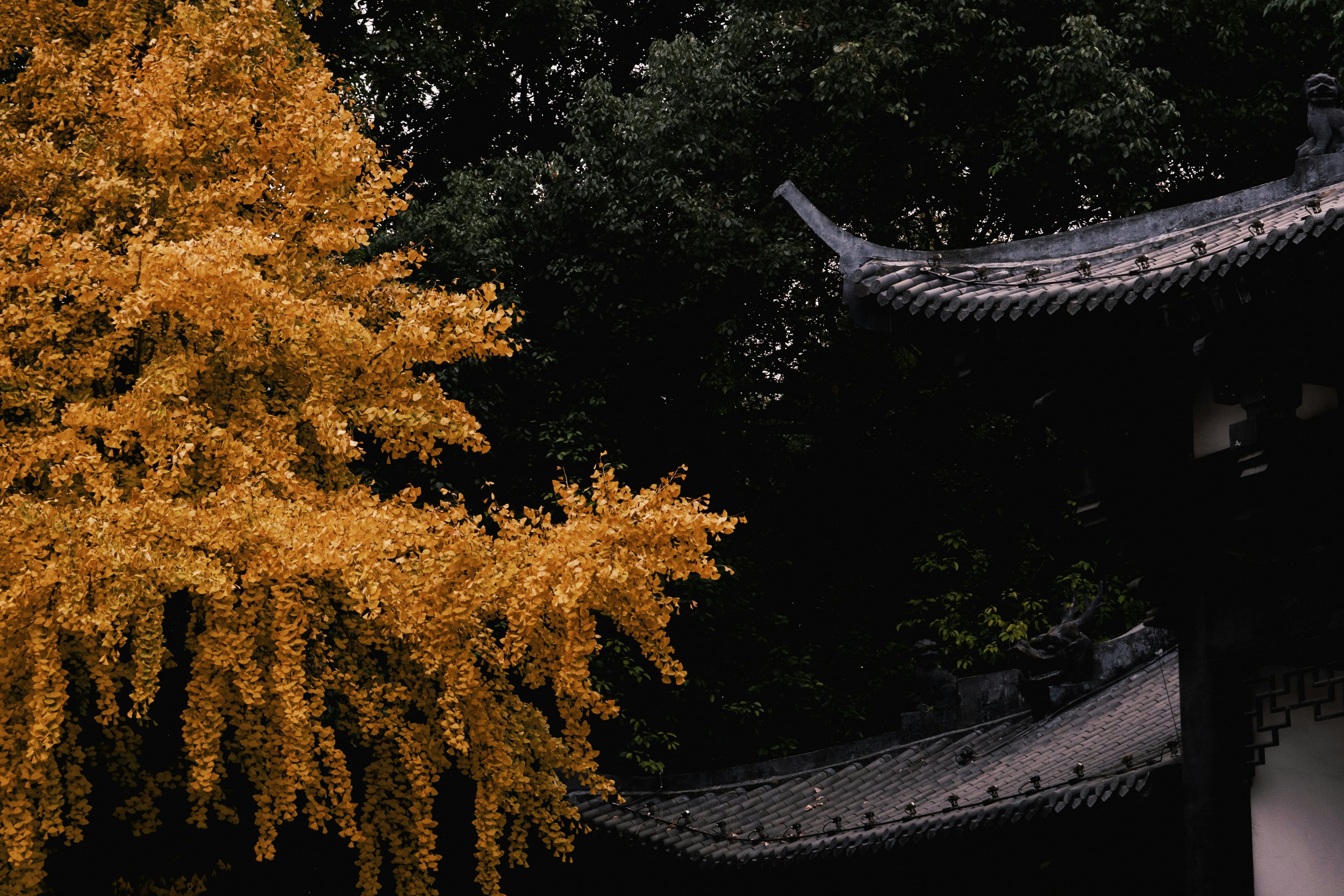 Golden Cascade at the Corner Temple