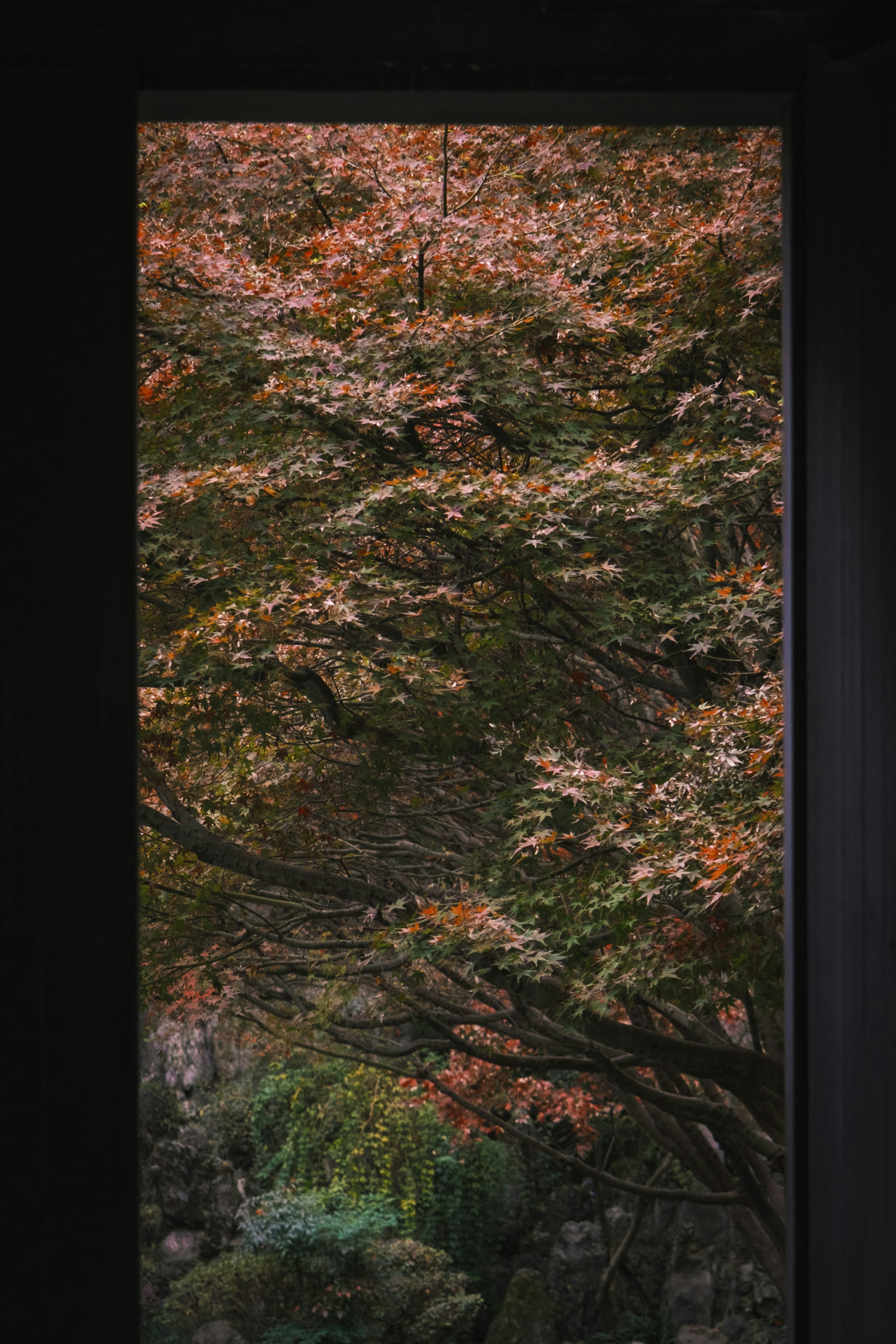 Autumn Through a Narrow Portal: Maple Canopy Framed by Shadowed Edges