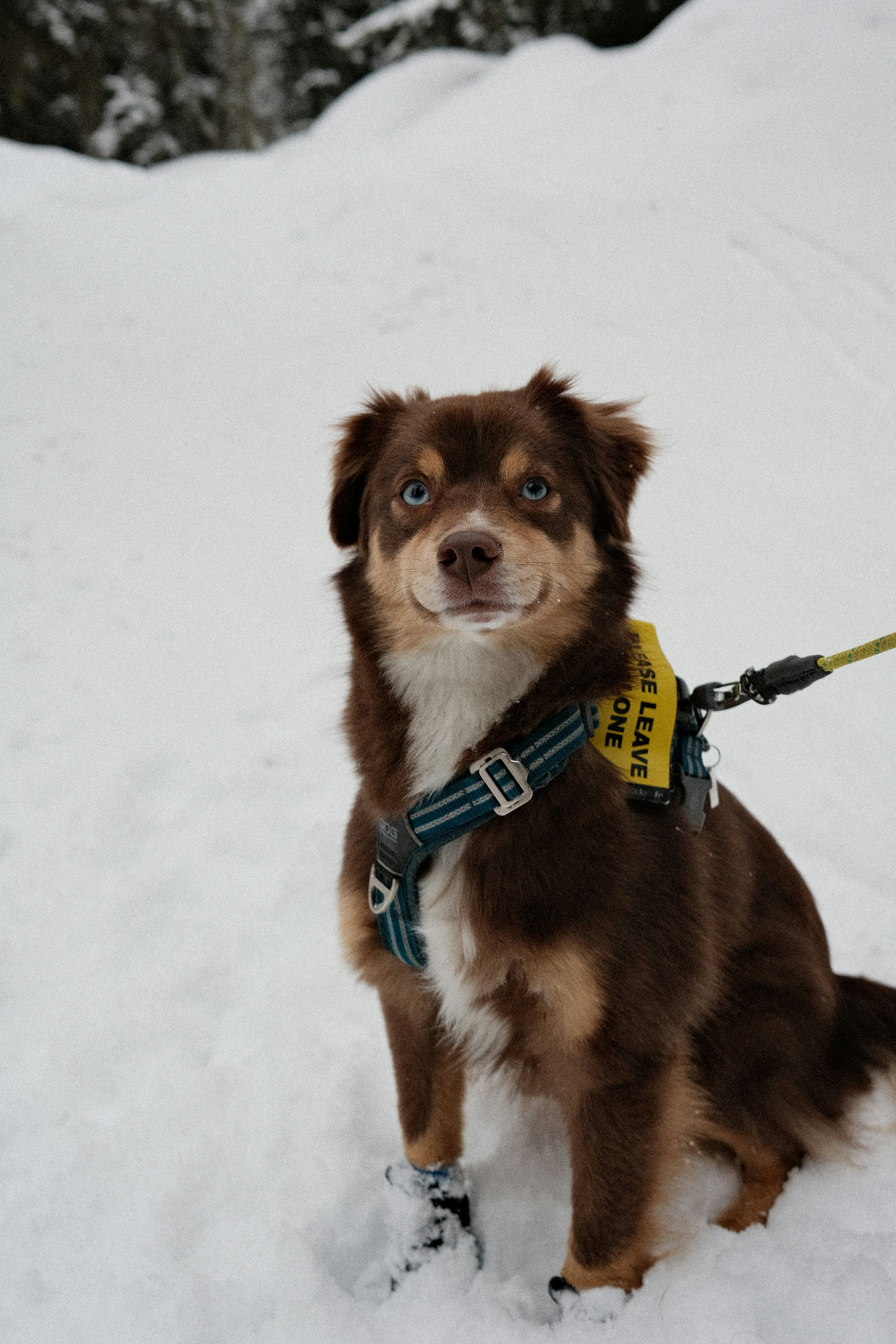 Snowbound Pup: A Curious Look Forward