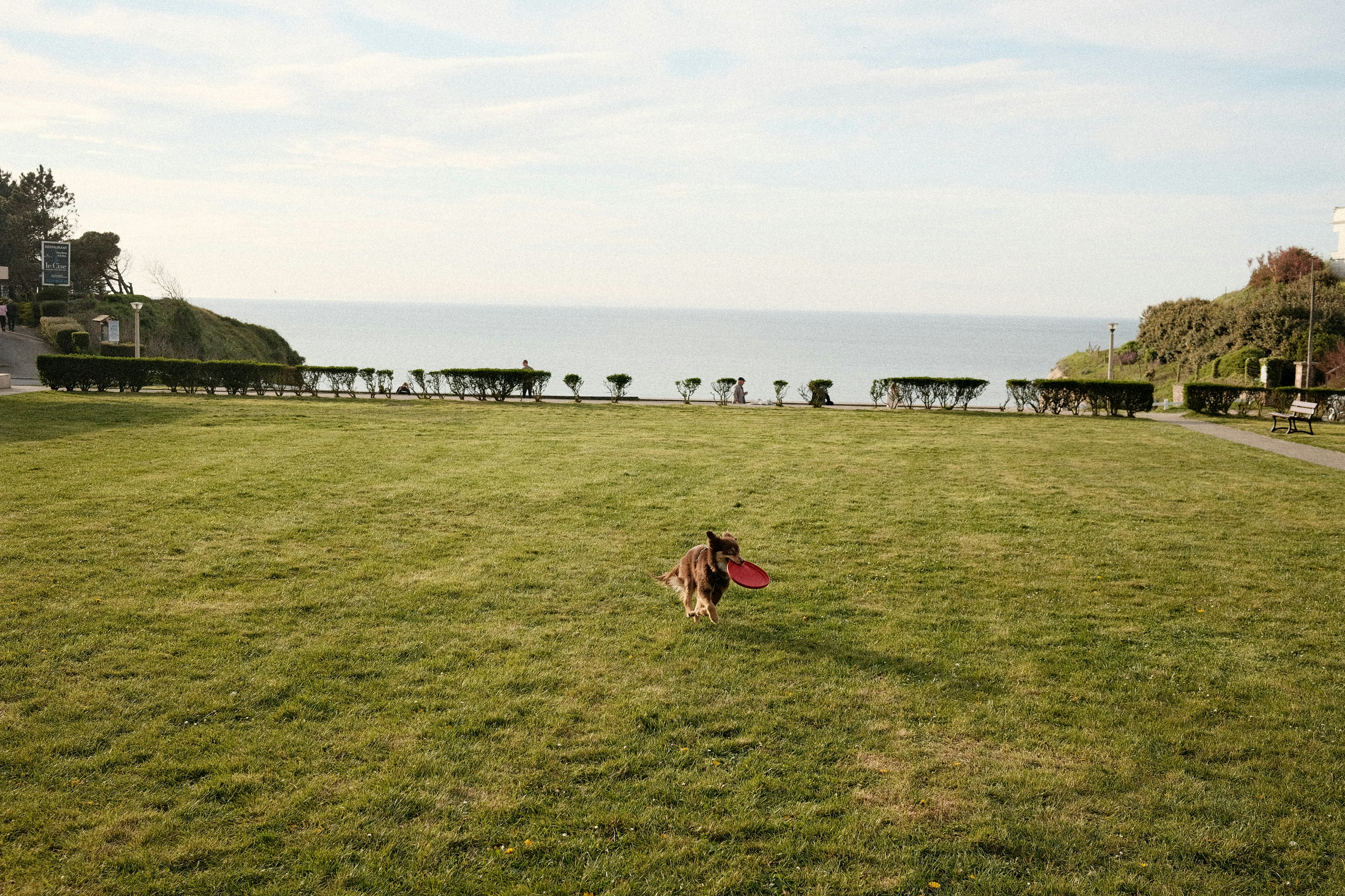 Grass Field Runner: A Dog with a Red Frisbee Near the Seaside