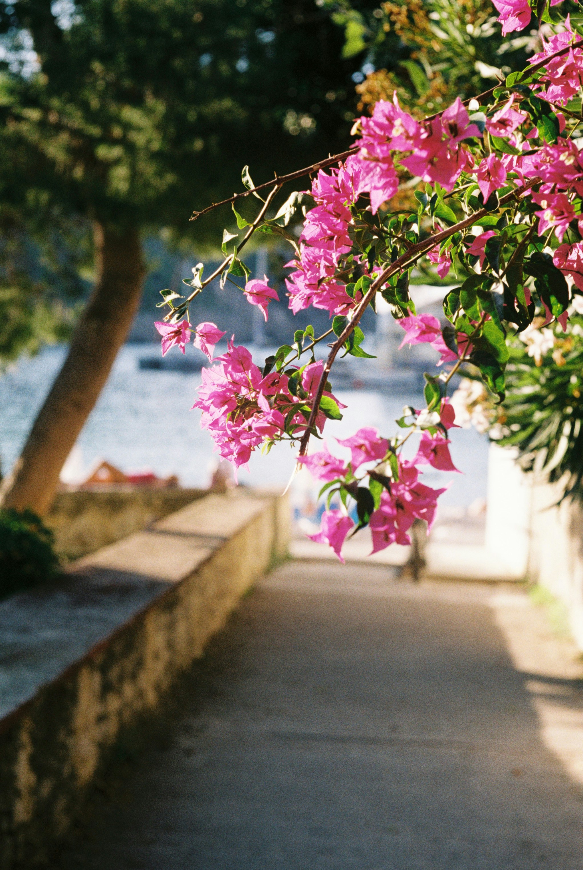 Pink flowers in the foreground and a woman relaxing in a pink swimsuit in the background in Asos, Kefalonia