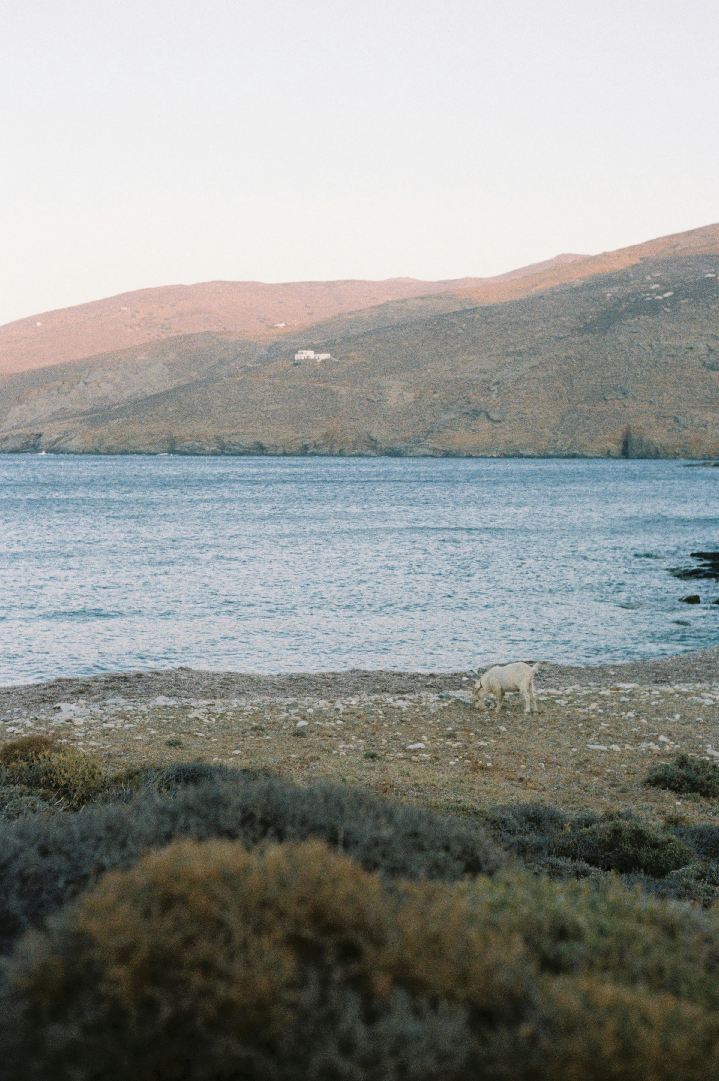 Lone Sheep by the Quiet Shore