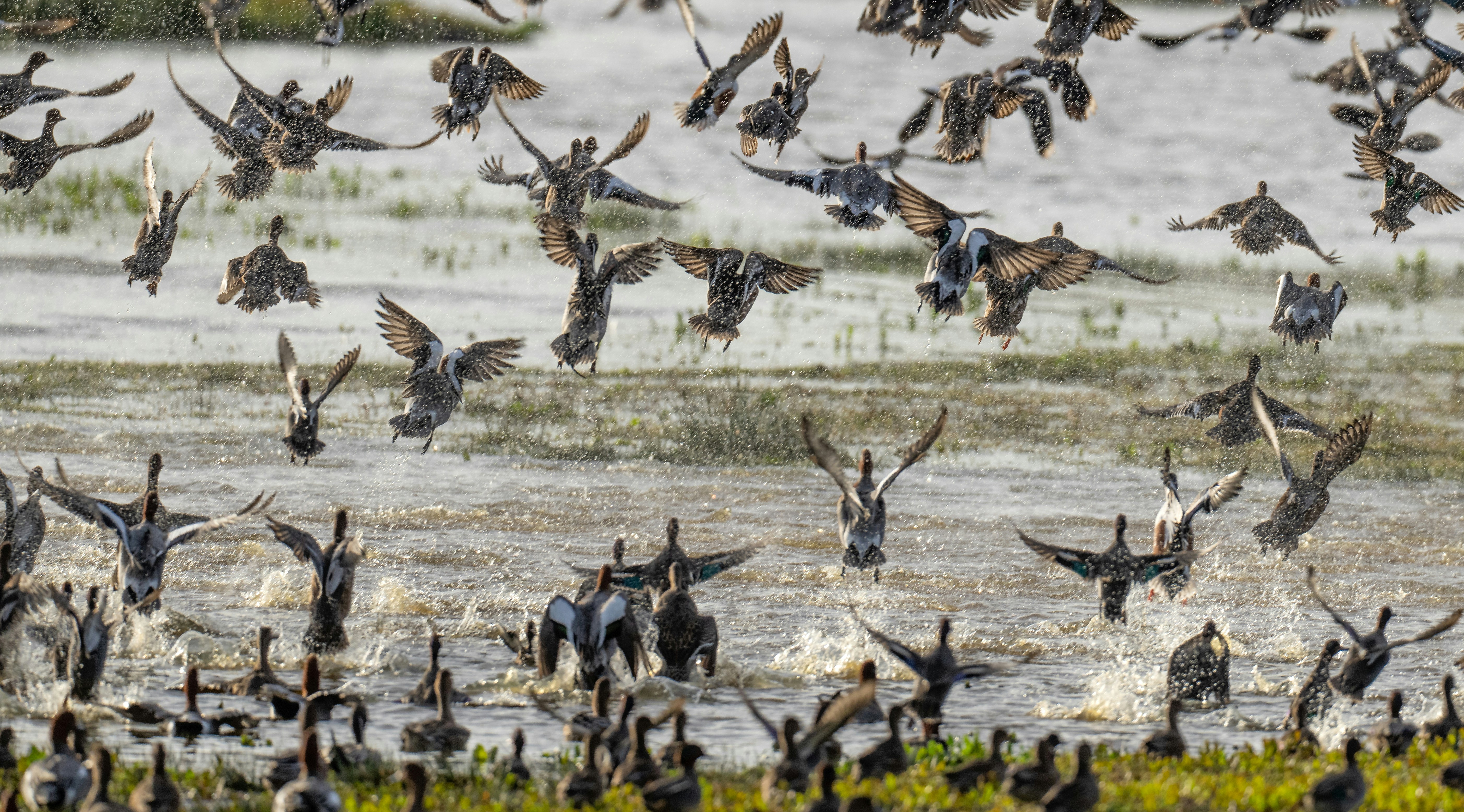 Mid-flight Chorus: A Mudflat Flock Explodes from Shallow Waters
