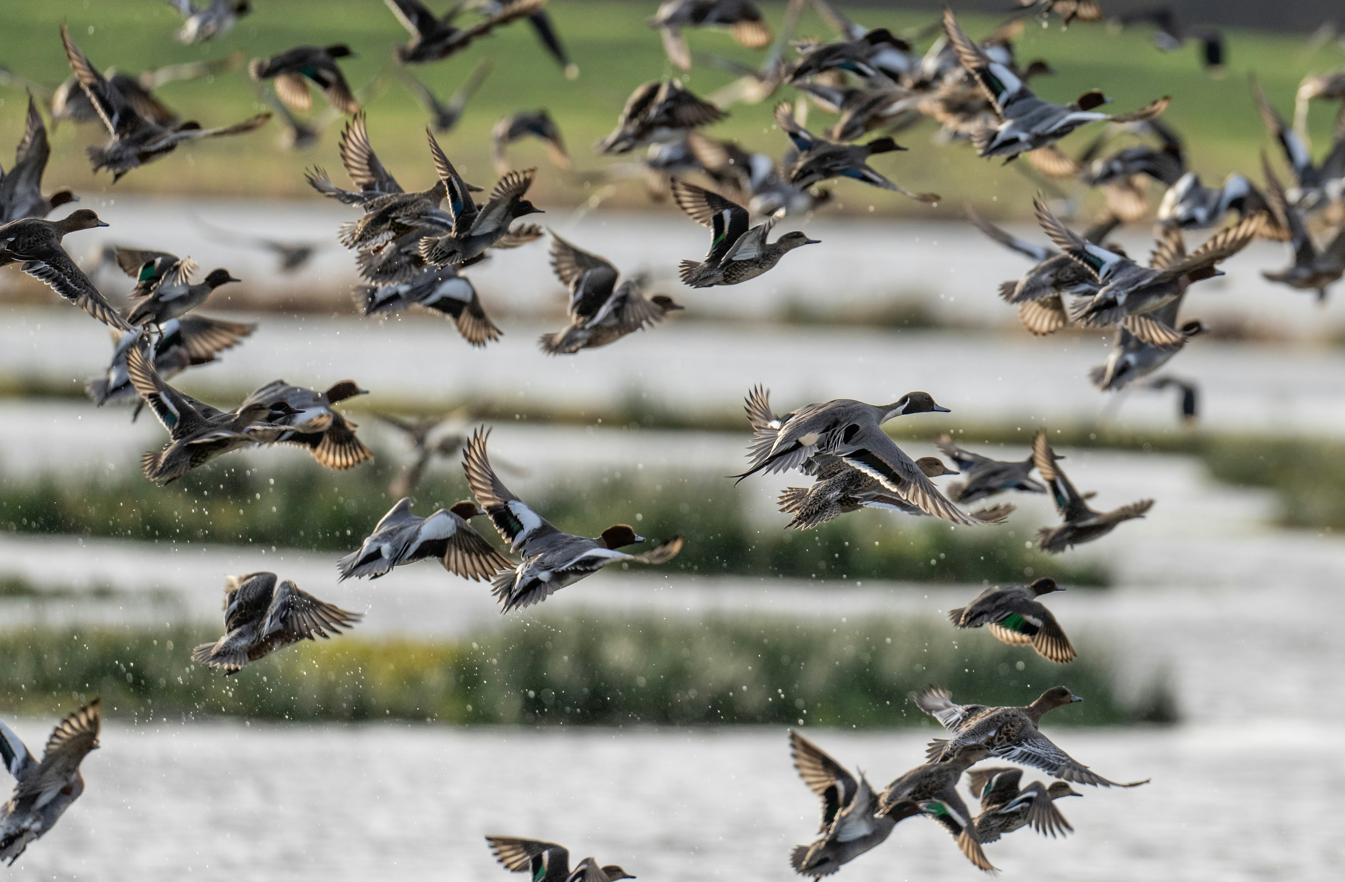 Photo by Bob Brewer with Sony Alpha 1