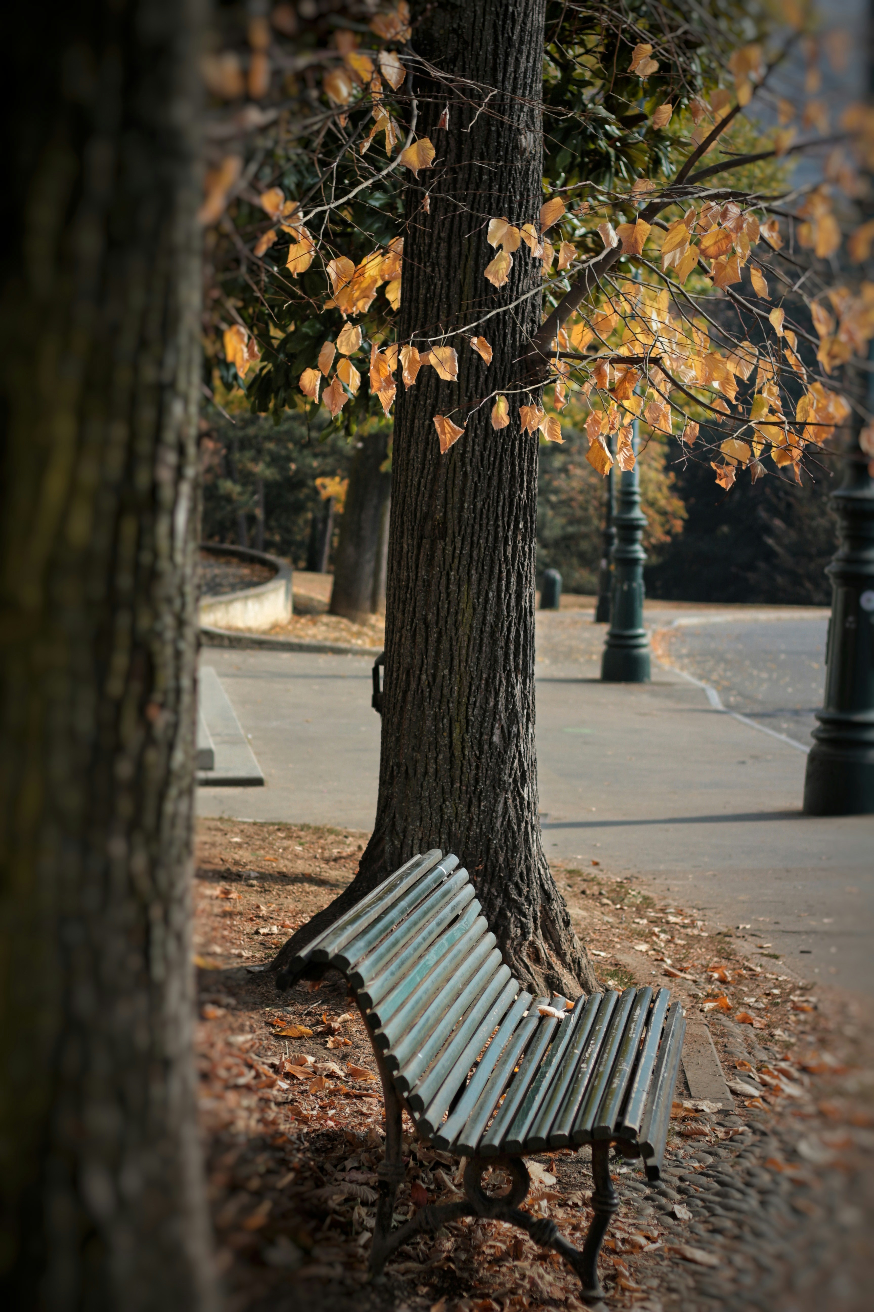 Autumn Quiet: A Park Bench Framed by Weeping Leaves