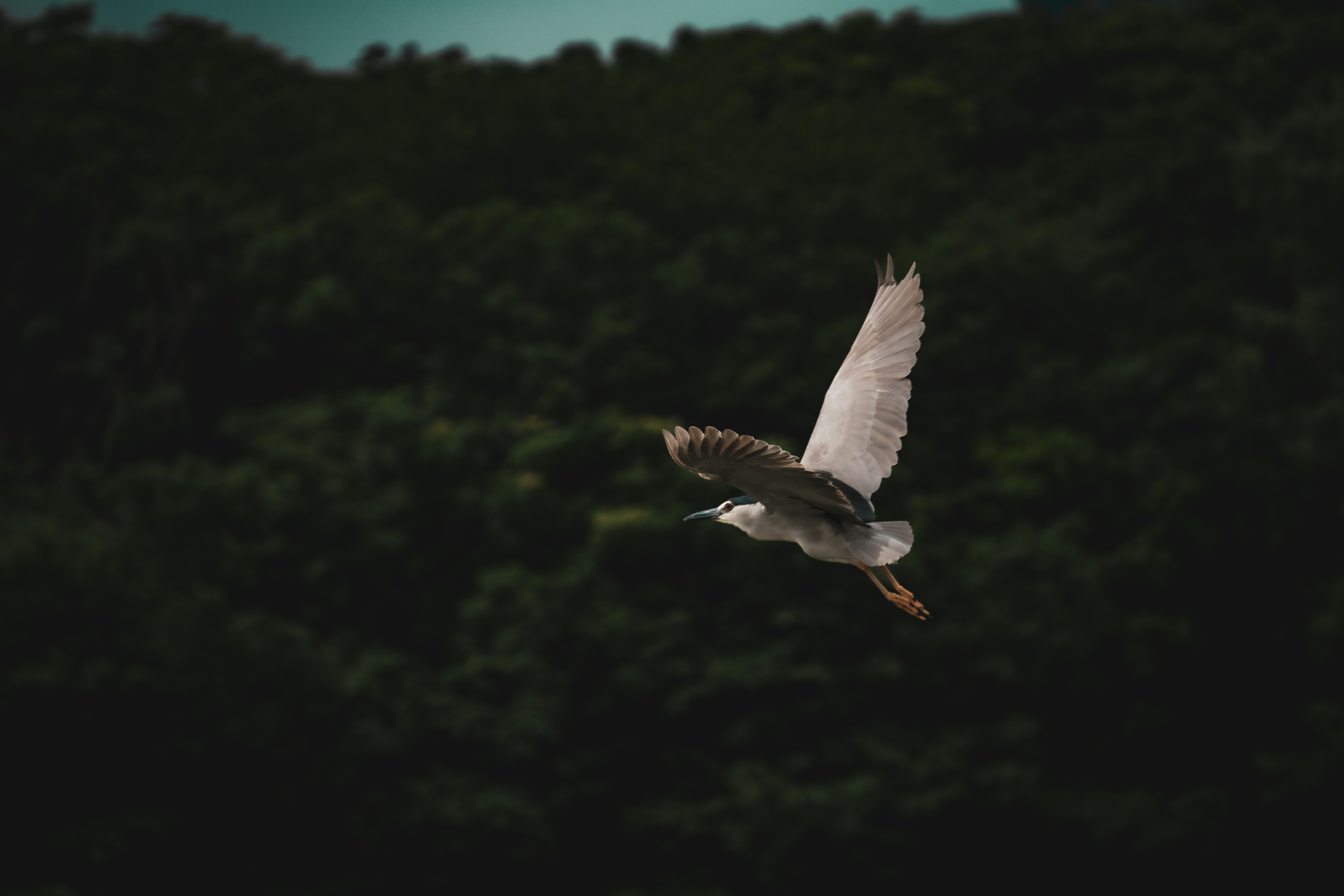 Photo by Jerry Yeats with Sony Alpha 7R V